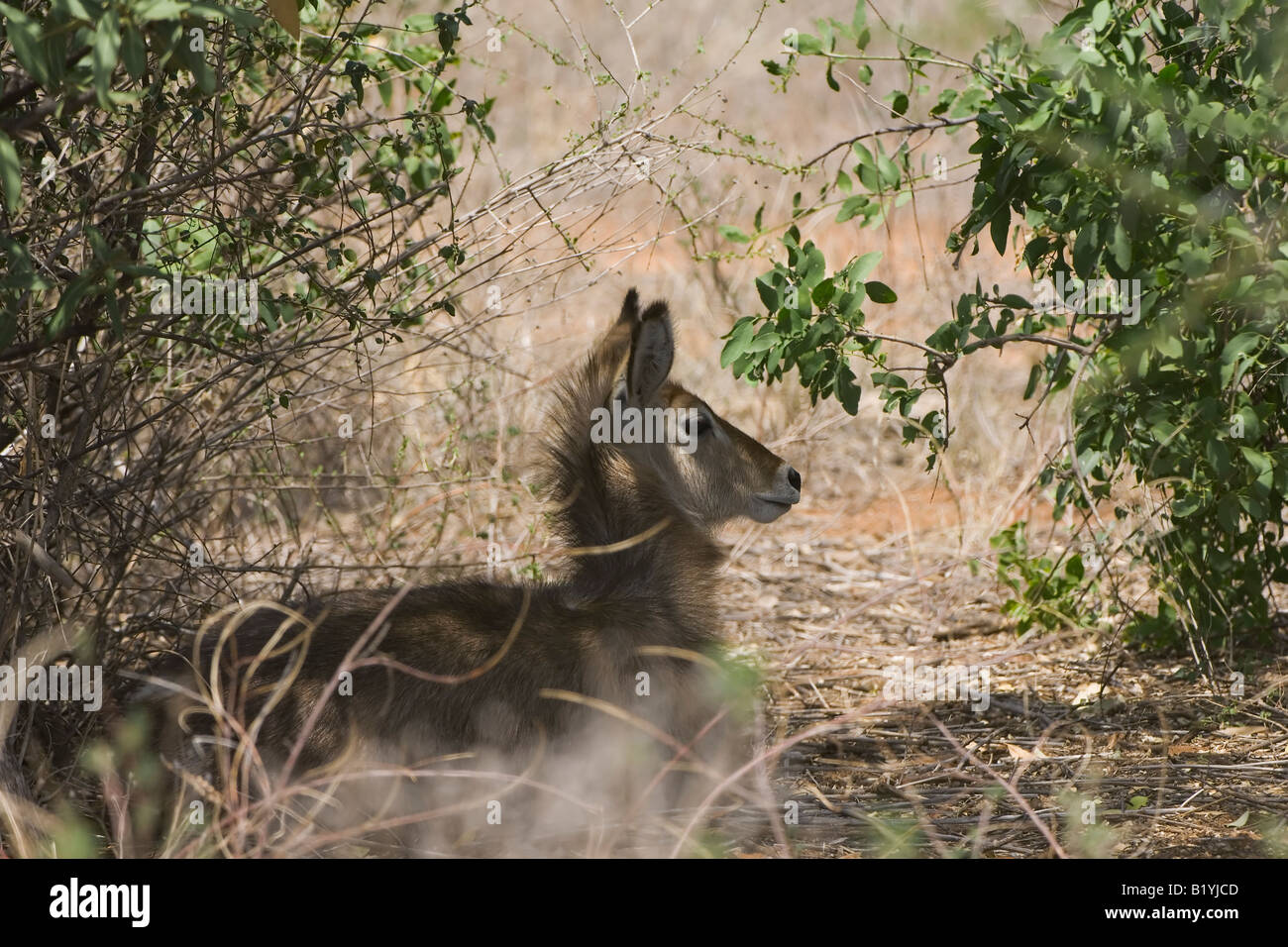 Common Waterbuck baby Stock Photo - Alamy