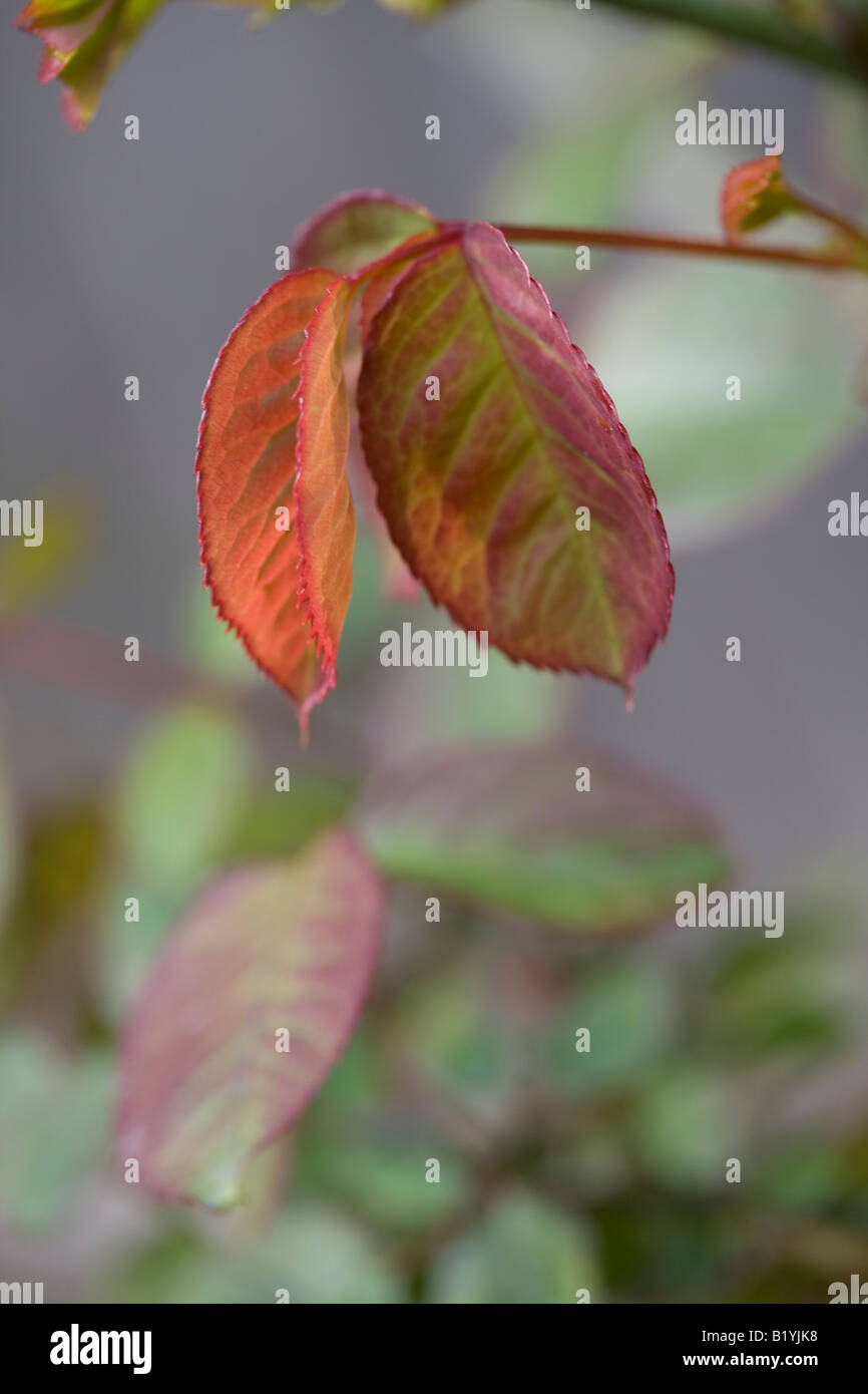 Rose bush leaves in Spring Stock Photo - Alamy