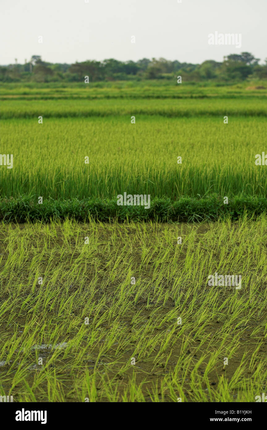 Rice crop growing in nationlised paddy fields Mbale Uganda Stock Photo ...
