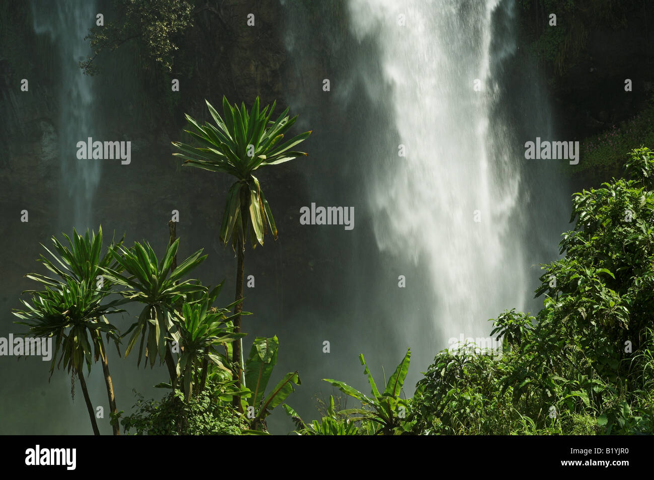 Scenic view of waterfall and vegetation with palm trees Sipi Falls ...