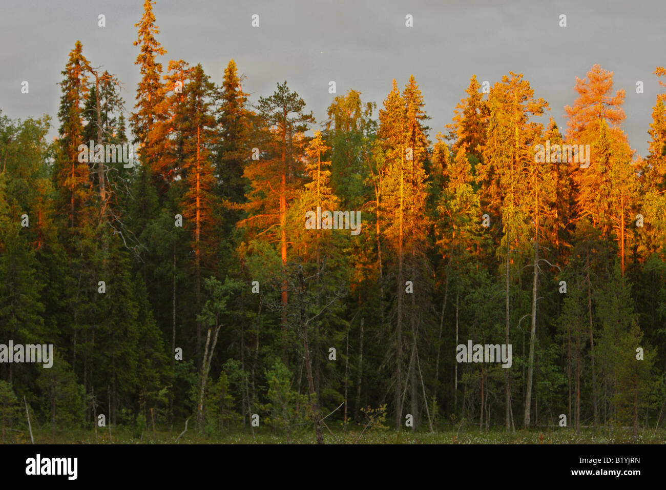 Fir Trees at sunrise in a forest in Finland Stock Photo - Alamy