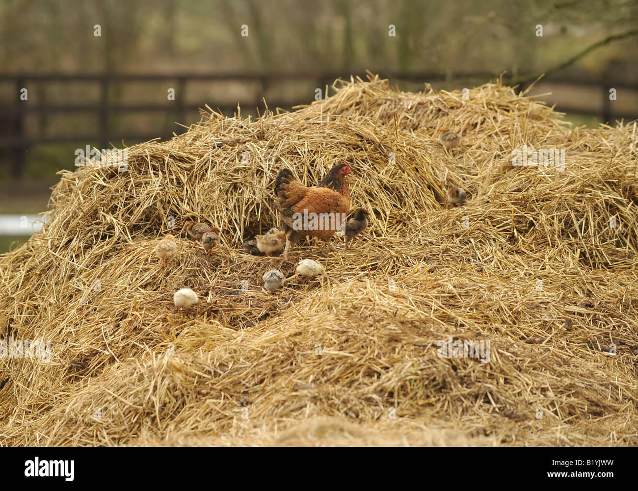 A mother hen with chicks on a pile of straw Stock Photo - Alamy
