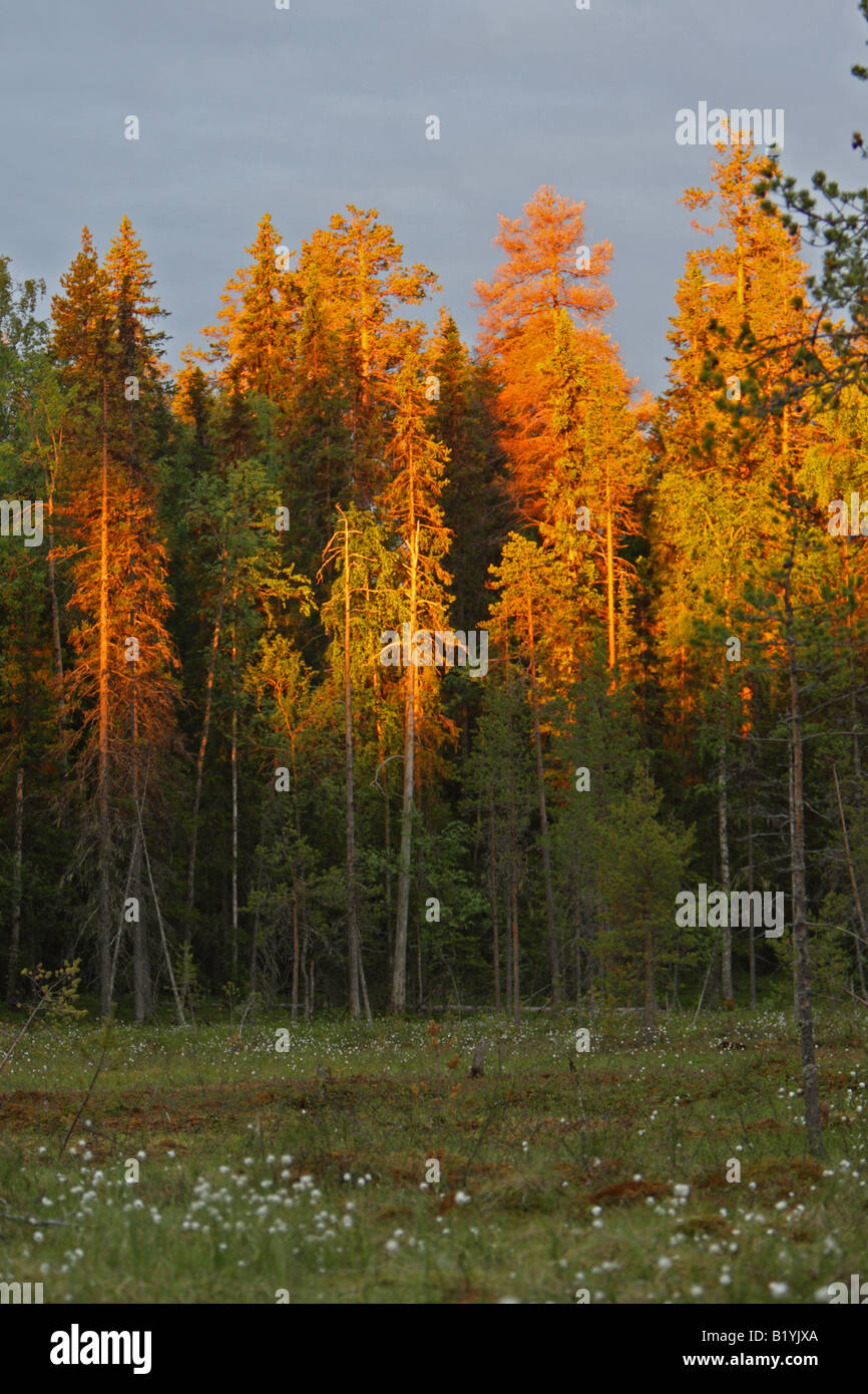 Fir Trees at sunrise in a forest in Finland Stock Photo - Alamy