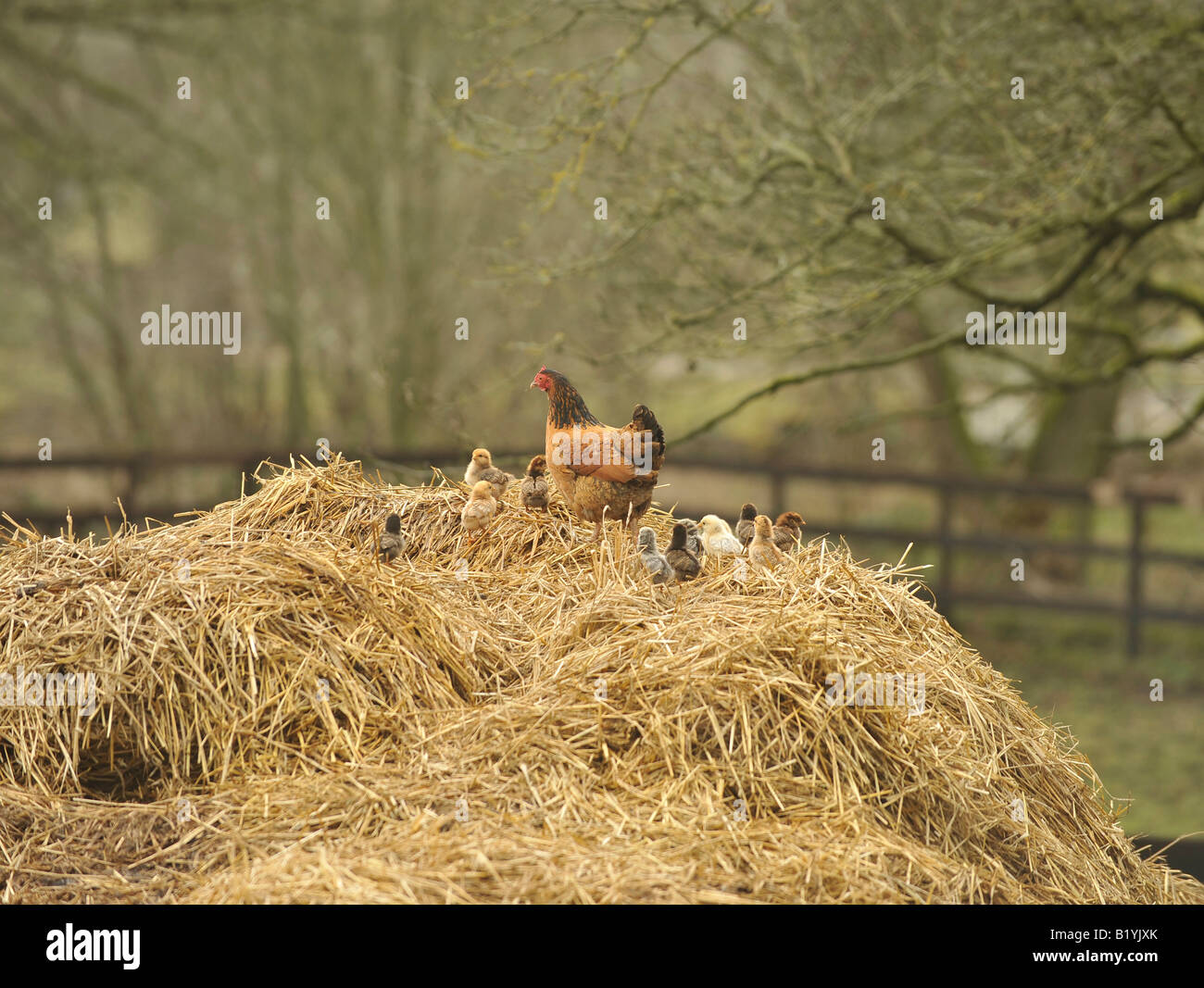 A mother hen with chicks on a pile of straw Stock Photo - Alamy