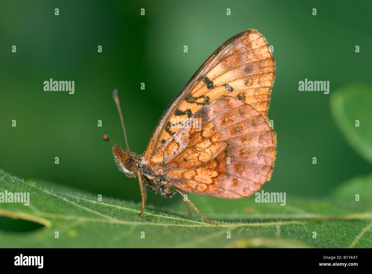 Meadow Fritillary Boloria bellona Stock Photo - Alamy