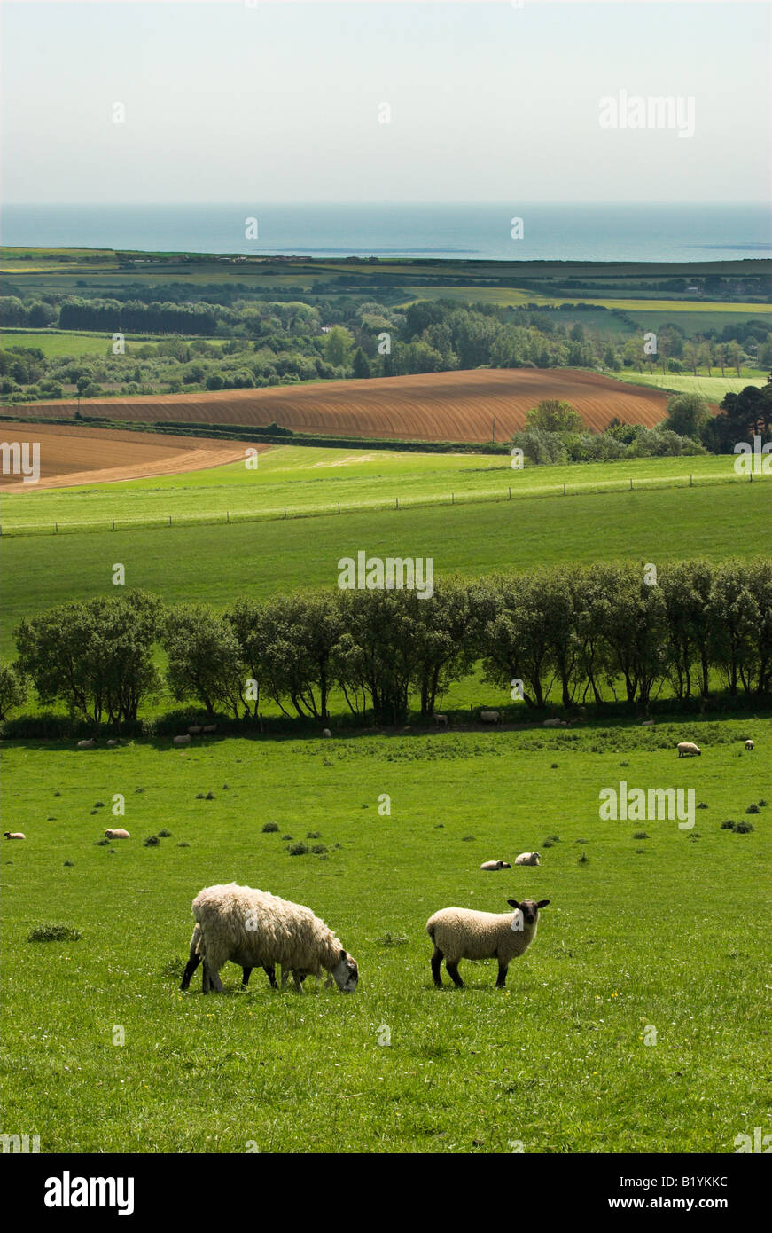 Looking south from Limerstone Down towards the coast on the Isle Of ...
