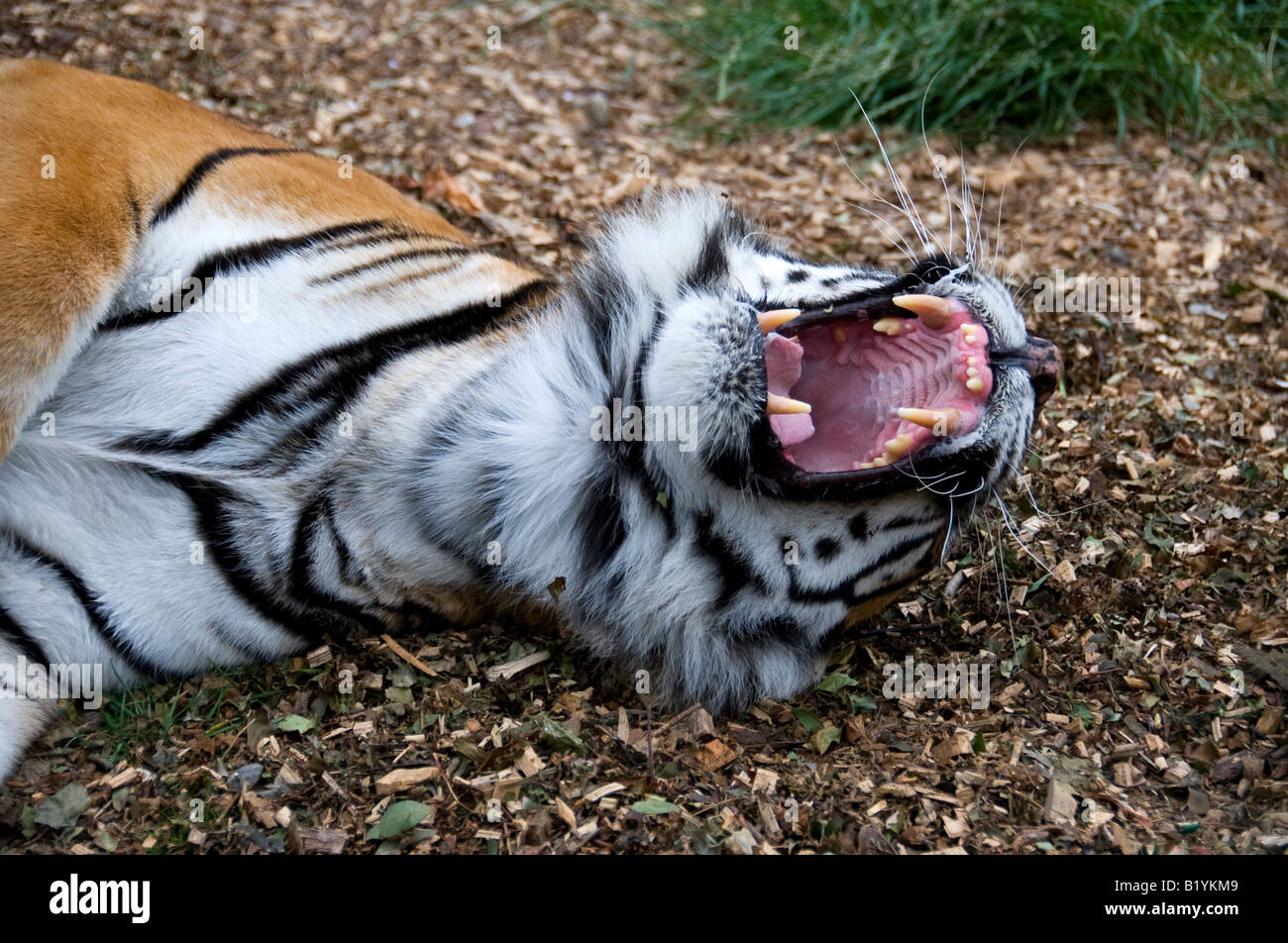 Hybrid Bengal Tiger, Panthera tigris - 2 Stock Photo - Alamy