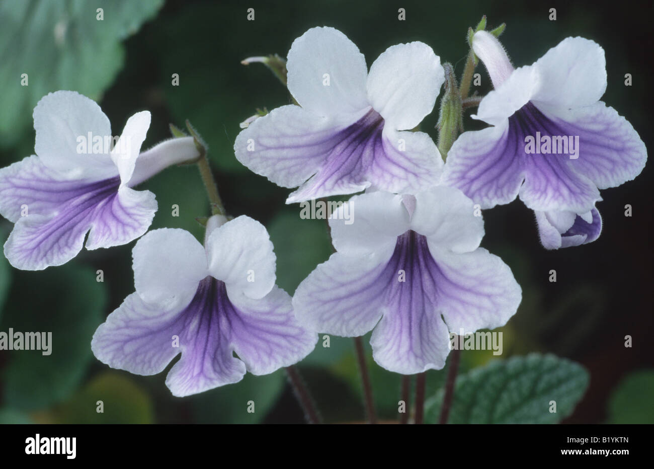Streptocarpus 'Crystal Ice' (Cape primrose Stock Photo - Alamy