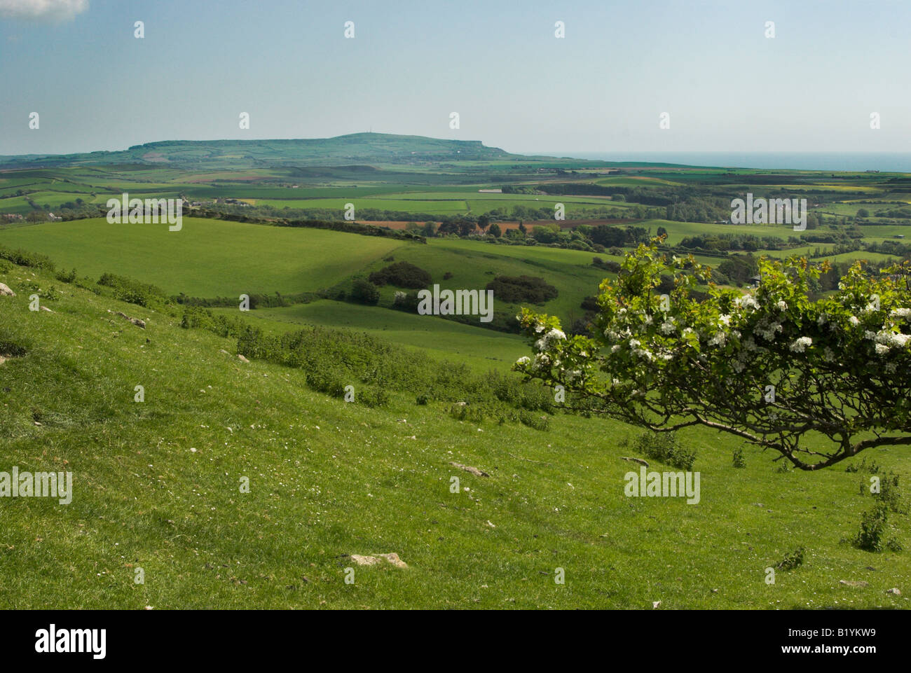 Looking east down towards Shorwell from Limerstone Down on the Isle Of ...