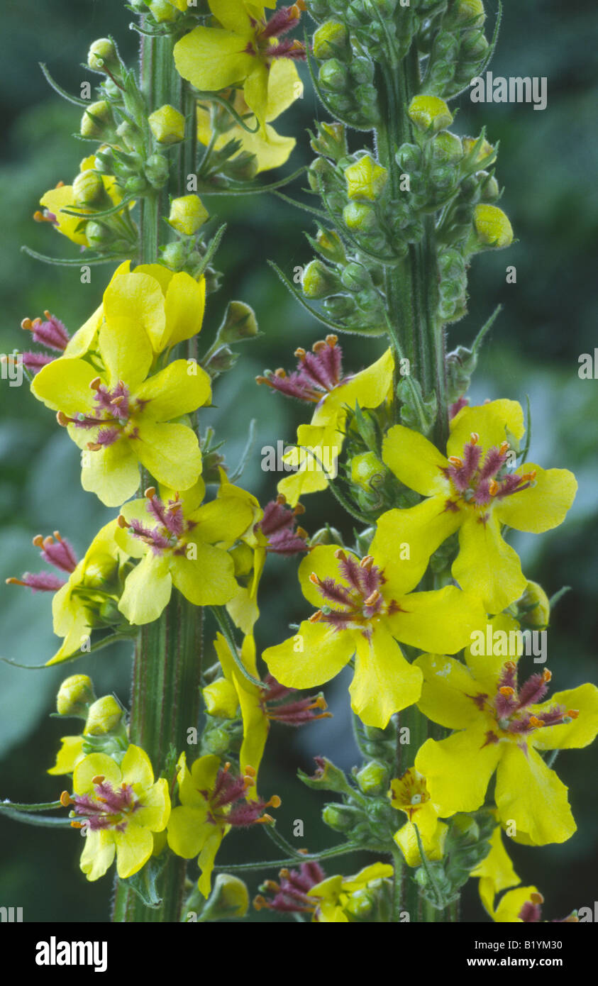 Verbascum nigrum (Dark mullein Stock Photo - Alamy