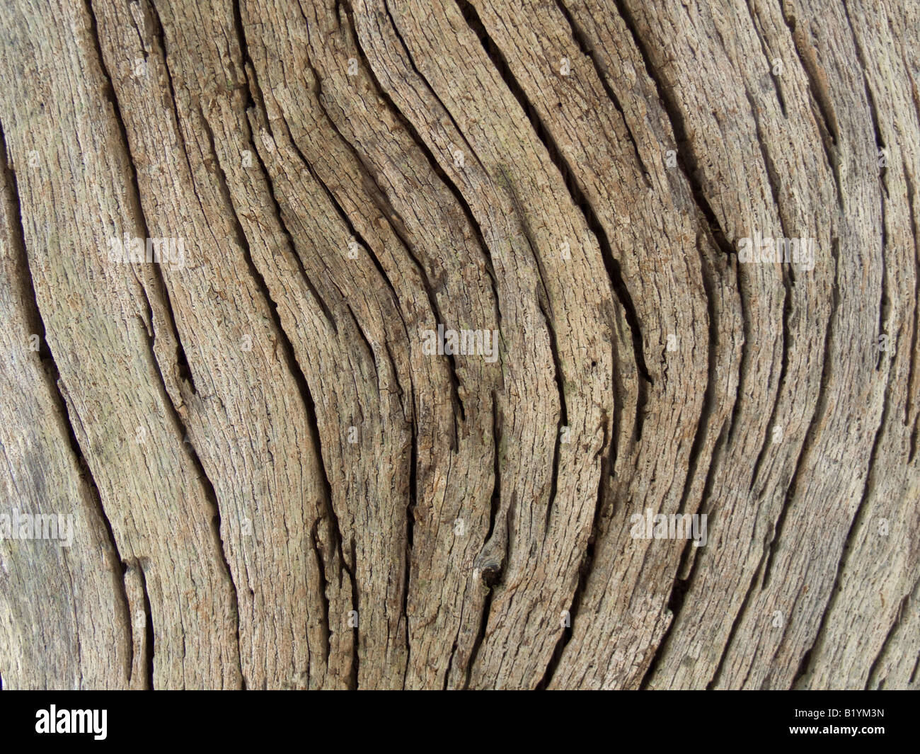 dead tree cracking wood texture pattern Stock Photo - Alamy
