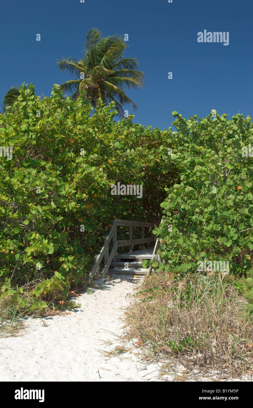Florida beach boardwalk opening seagrape coastal seashore West Coast ...