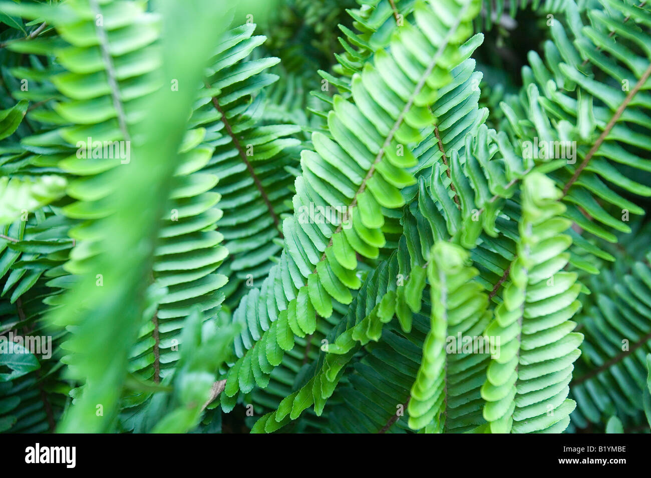 Close up of ferns in a garden Stock Photo - Alamy