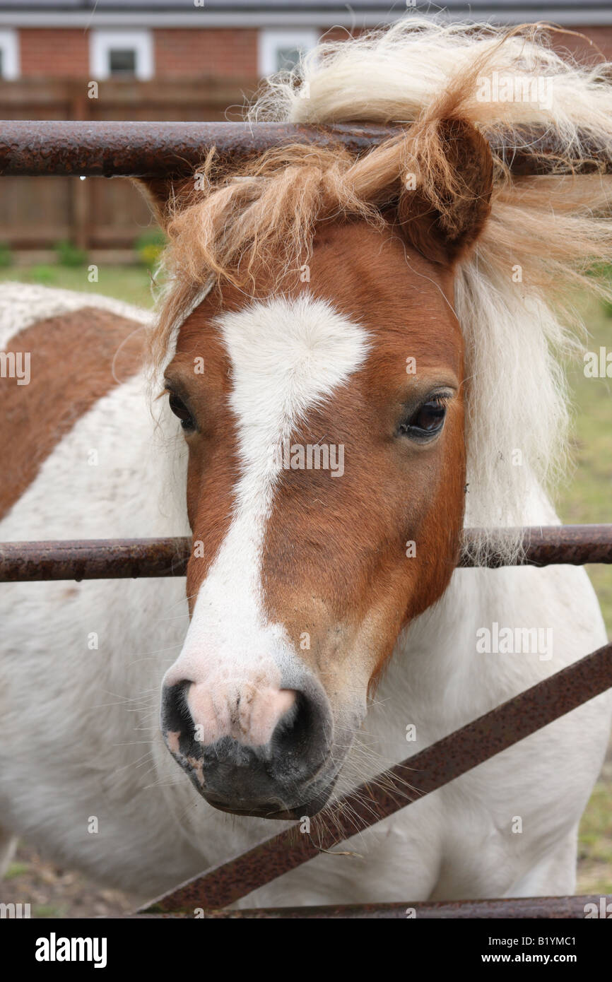 Pony stable uk hi-res stock photography and images - Alamy