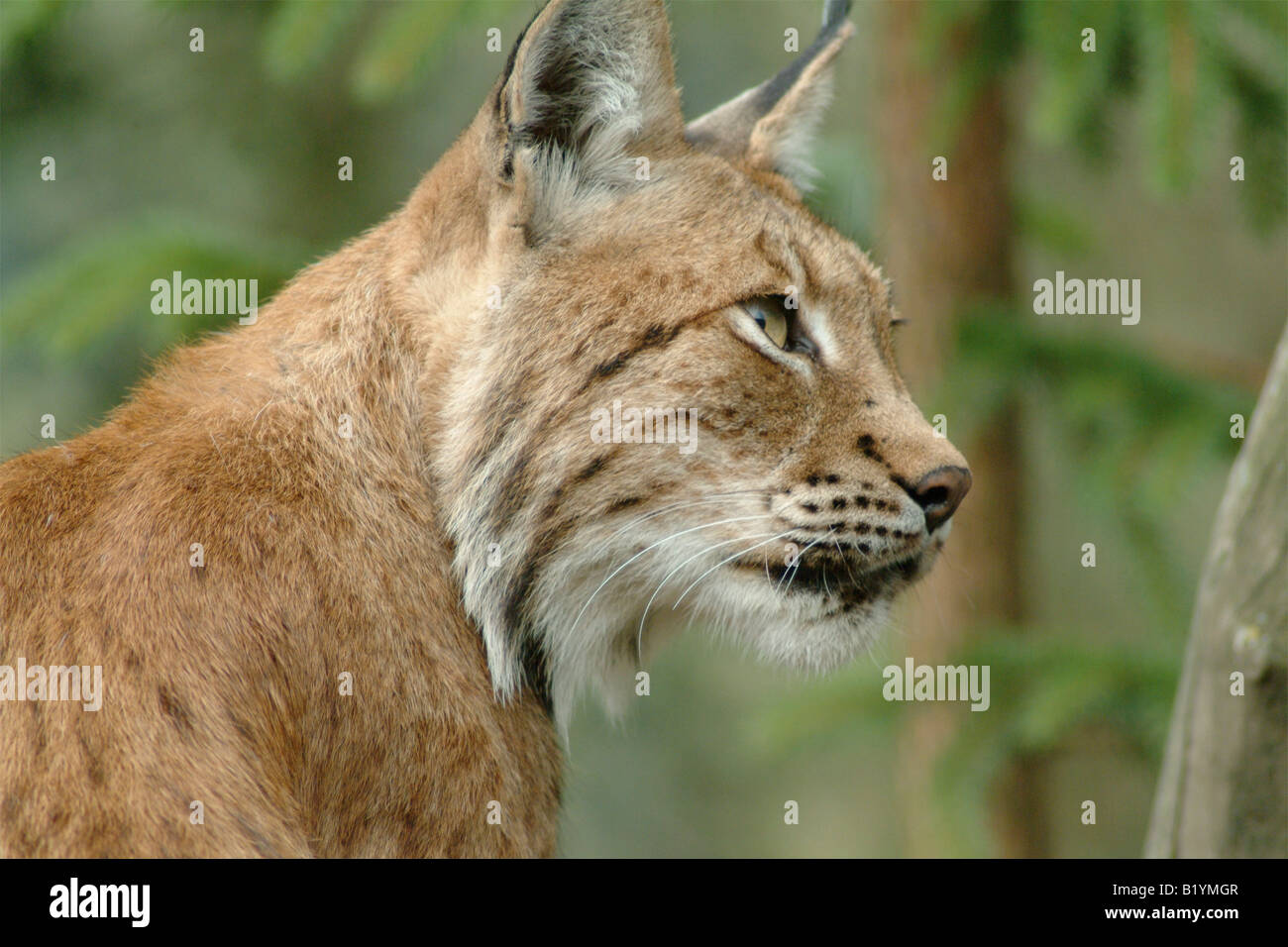 Alpine lynx hi-res stock photography and images - Alamy