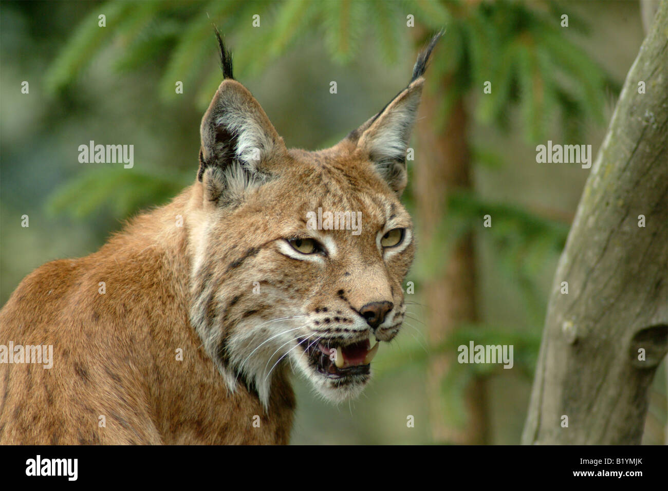 Alpine lynx hi-res stock photography and images - Alamy