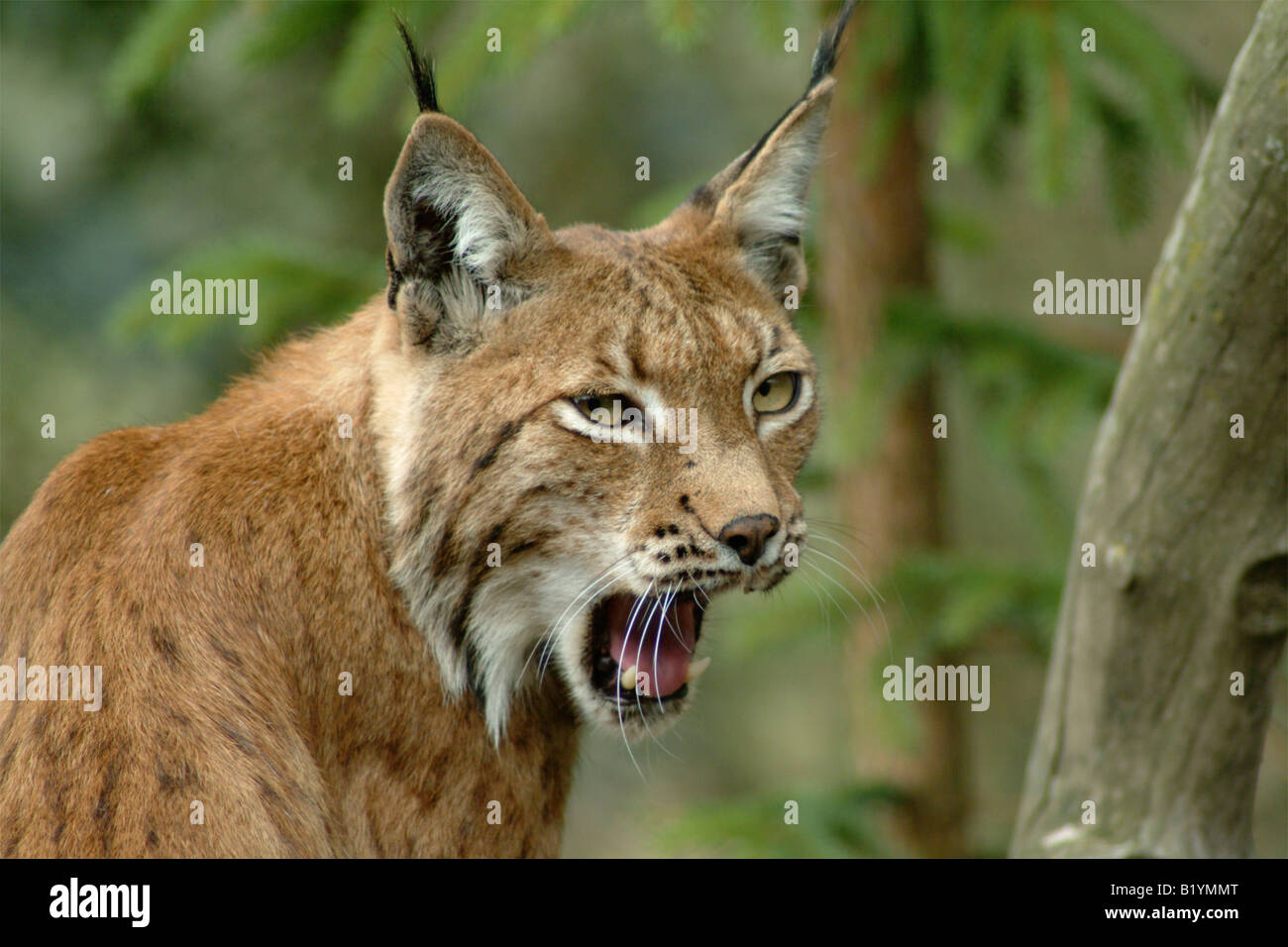 Alpine lynx hi-res stock photography and images - Alamy