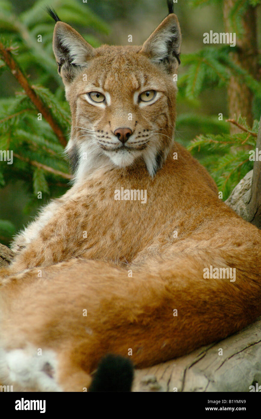 Alpine lynx hi-res stock photography and images - Alamy