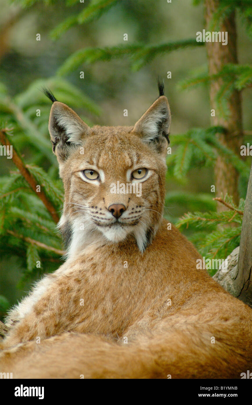 Alpine lynx hi-res stock photography and images - Alamy