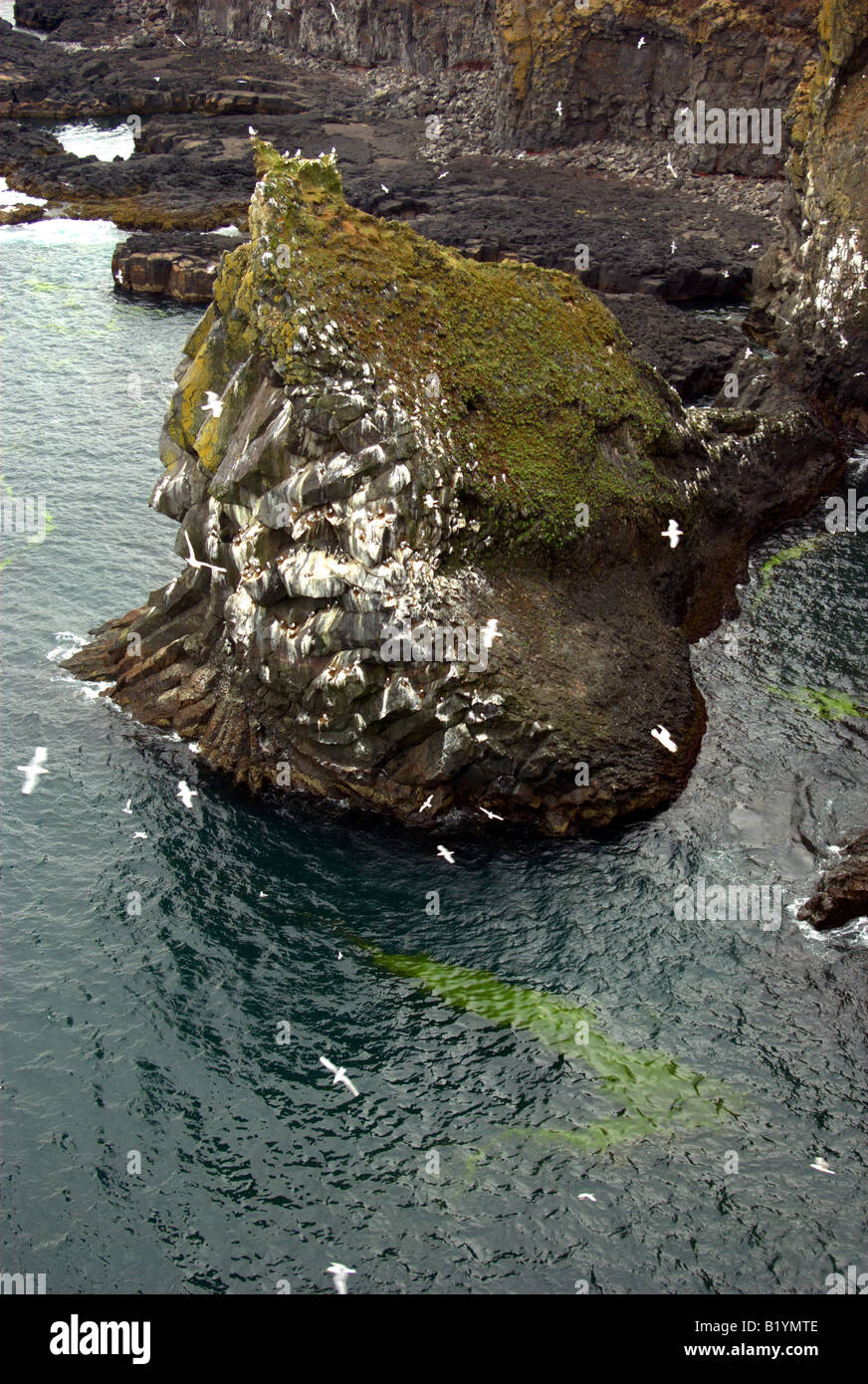 Shore flying birds hi-res stock photography and images - Alamy