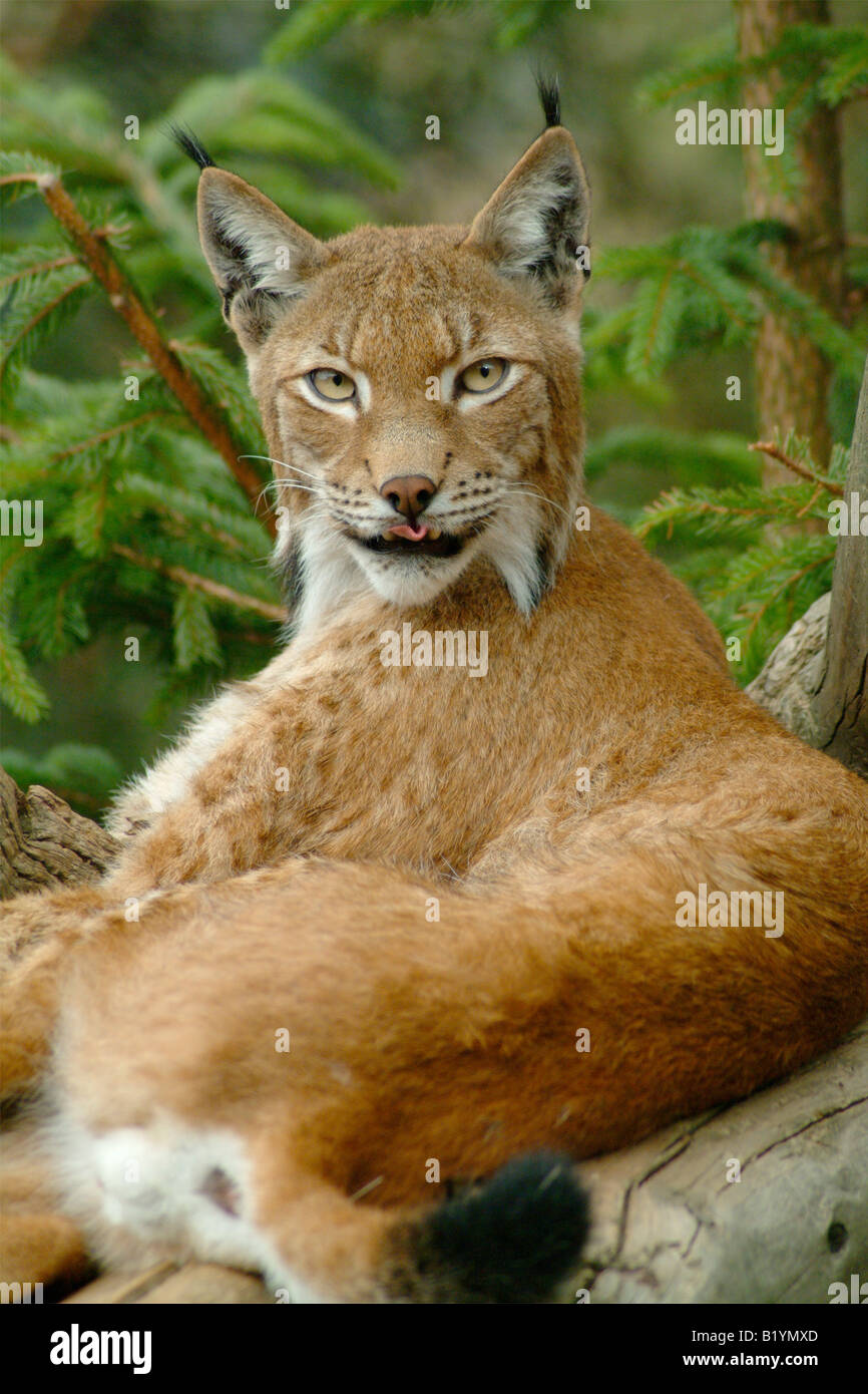 Alpine lynx hi-res stock photography and images - Alamy