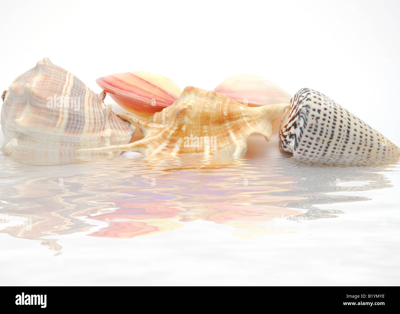 Shell reflect hi-res stock photography and images - Alamy