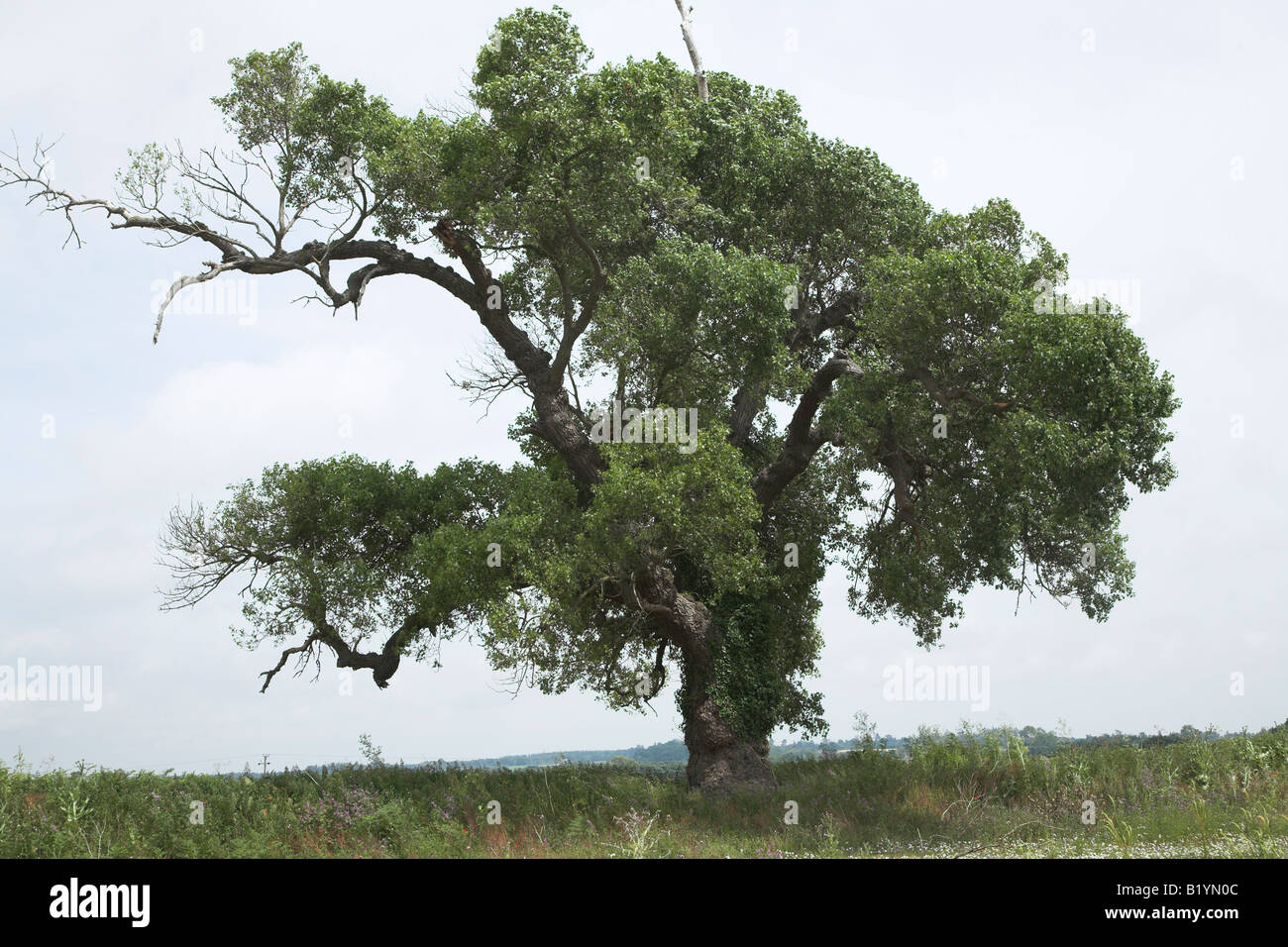 Native English Black Poplar tree Populus nigra, Butley, Suffolk ...