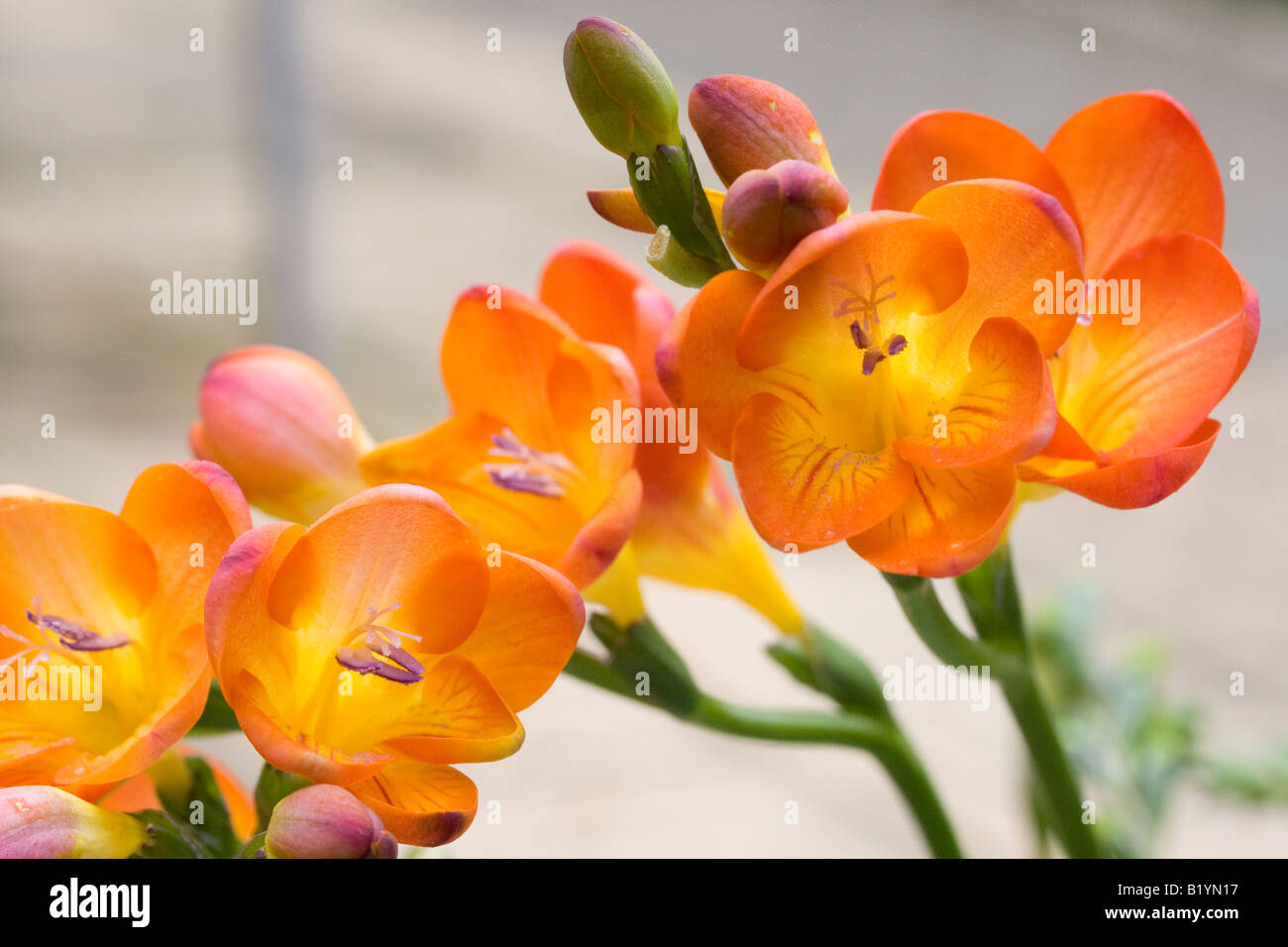 Freesia and corms hi-res stock photography and images - Alamy