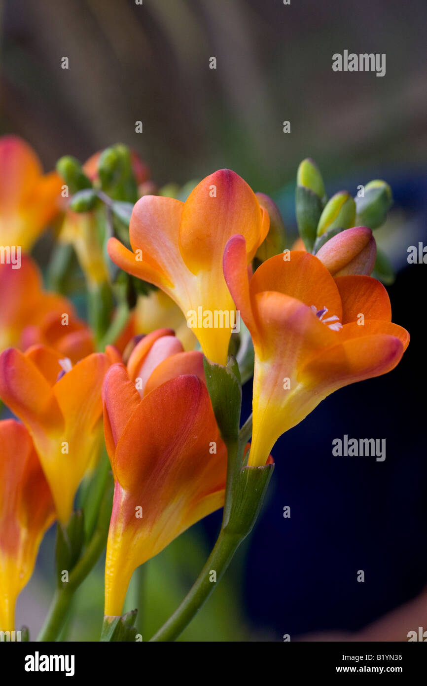 Freesia hi-res stock photography and images - Alamy