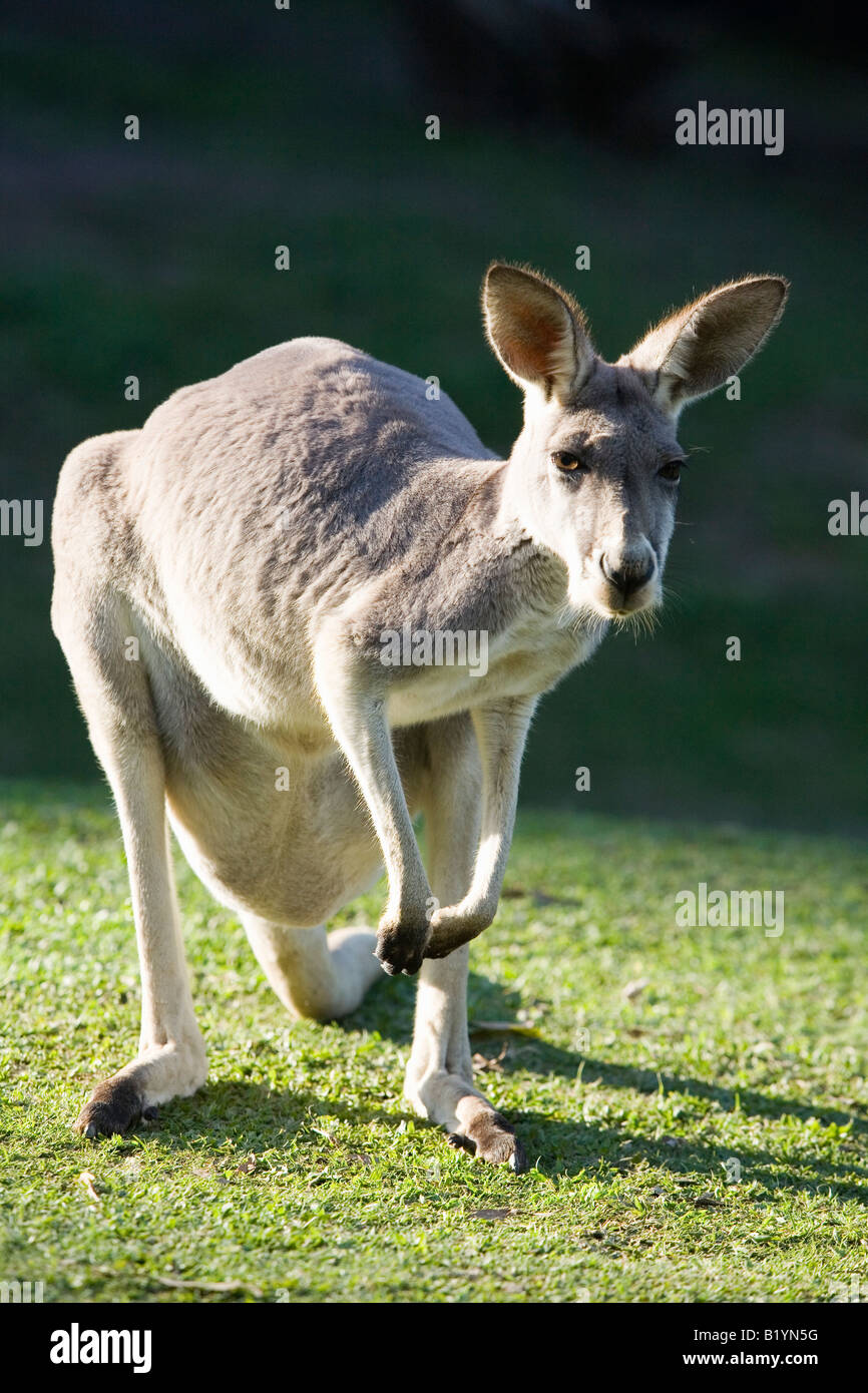 Kangaroo face expression hi-res stock photography and images - Alamy
