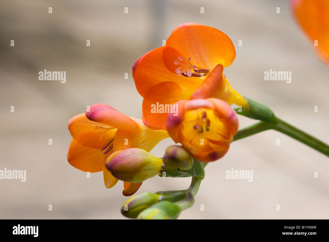 Orange and pink Freesia flowers and buds on single stem Stock Photo - Alamy