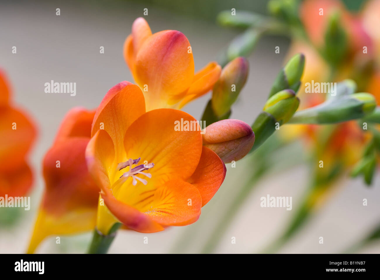 Orange and pink Freesia buds and flowers on stem Stock Photo - Alamy