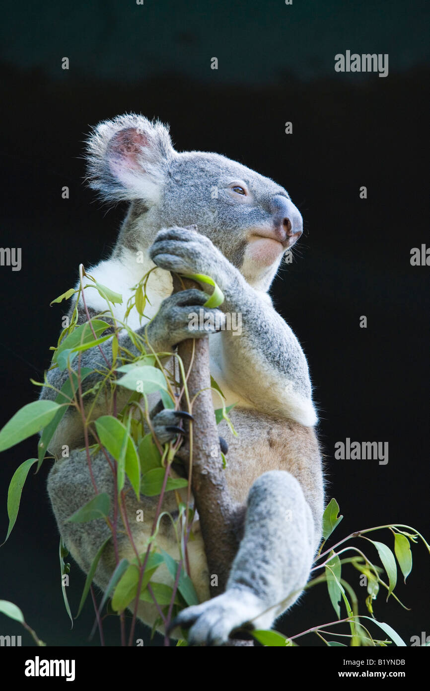 Koala against a black backgroud on the top of a eucalyptus tree ...