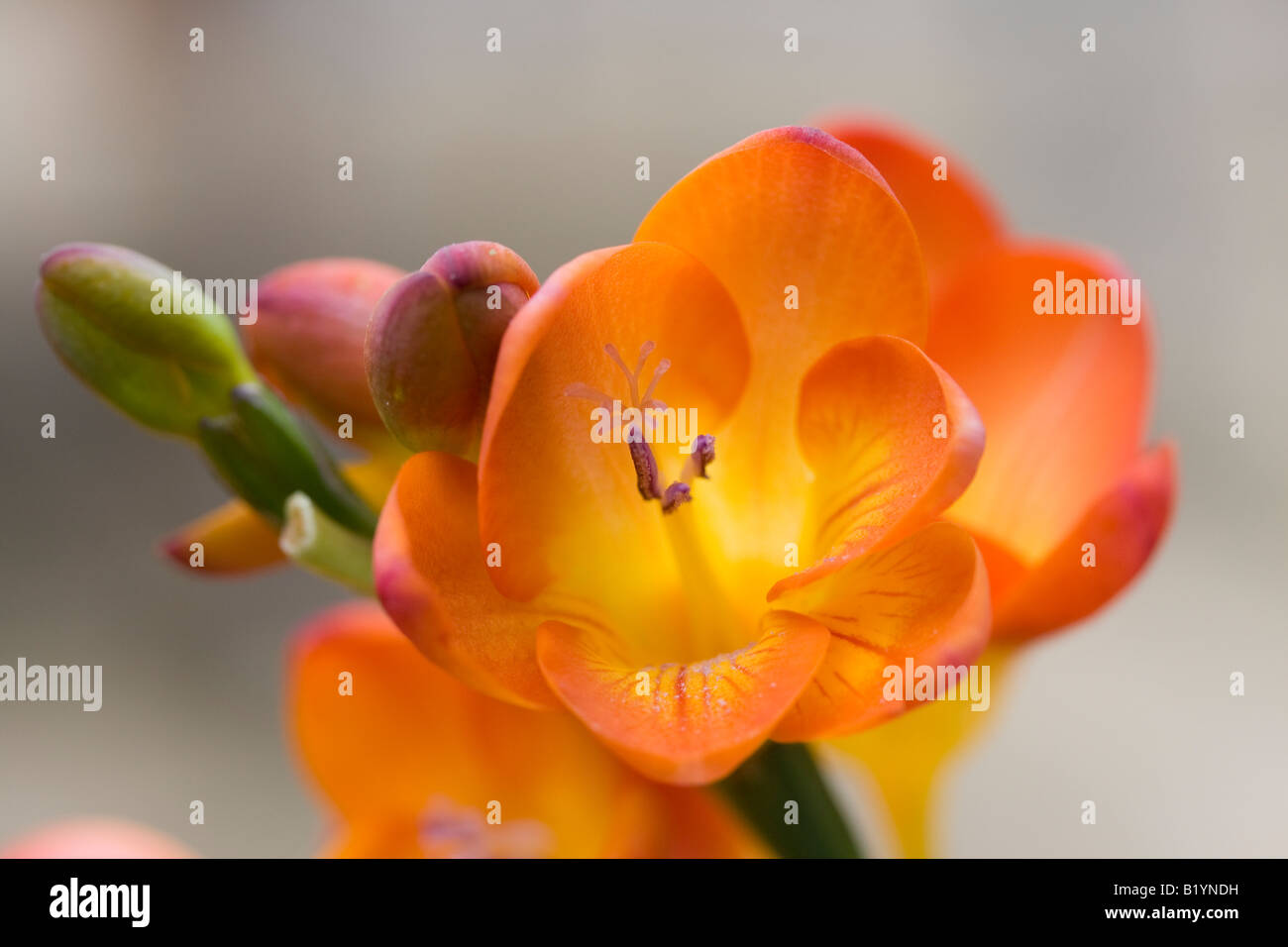 Freesia flower hi-res stock photography and images - Alamy