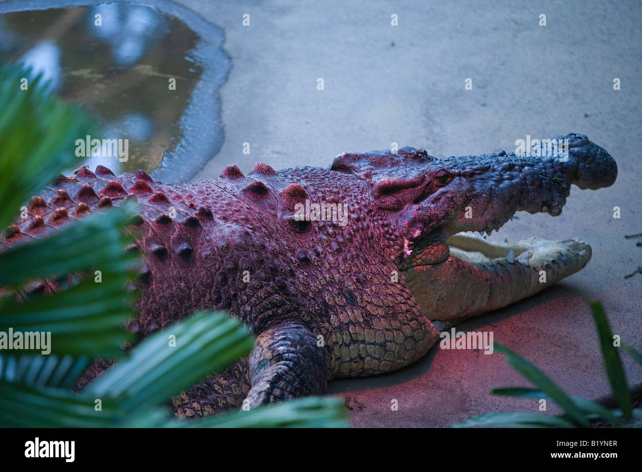 Close up of Saltwater Crocodile Stock Photo - Alamy
