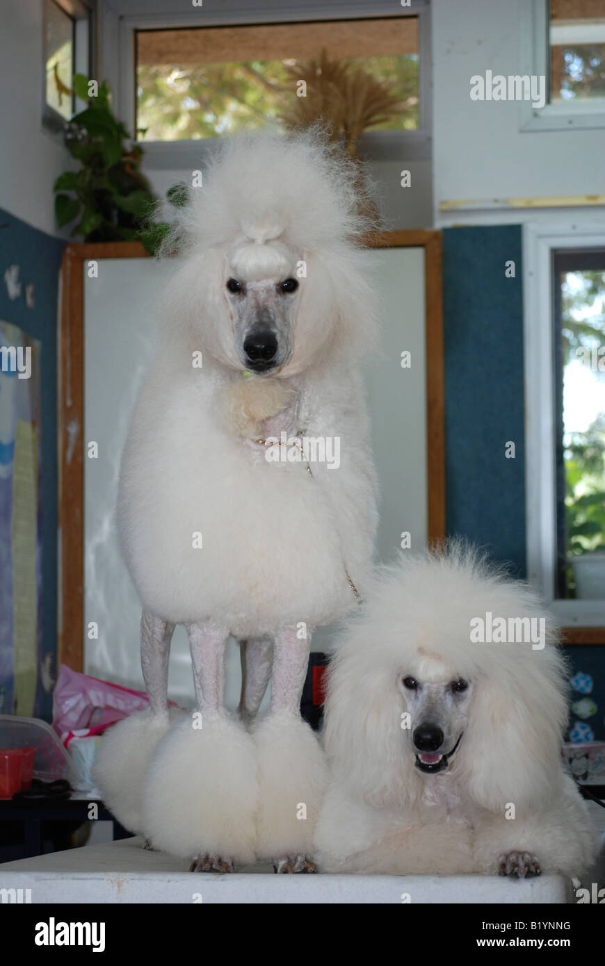 two standard white poodles one standing the other lying Stock Photo - Alamy