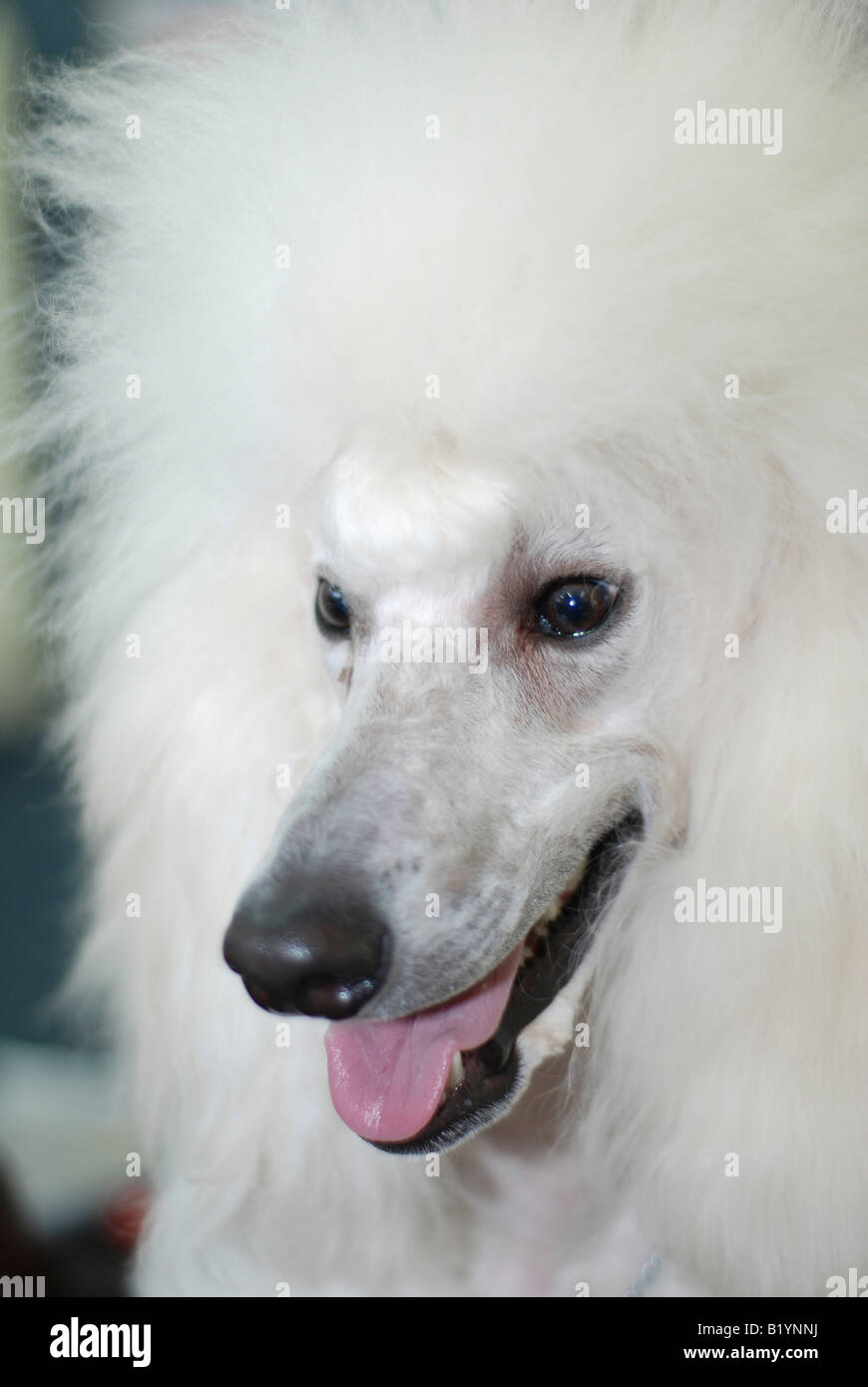 White Standard Poodle Face Groomed White Poodle. Close Up Smile