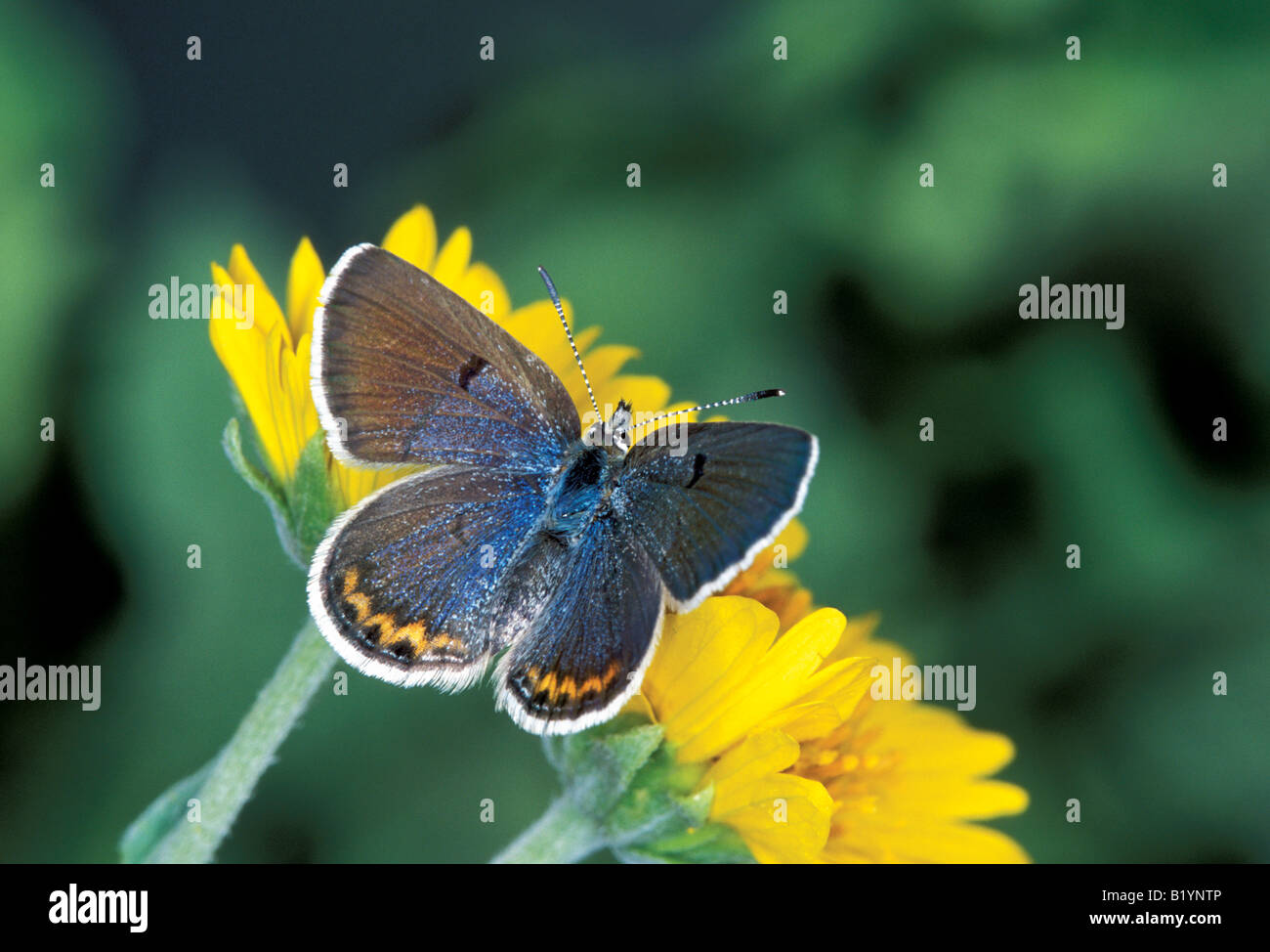 Melissa Blue Lycaeides melissa Stock Photo - Alamy