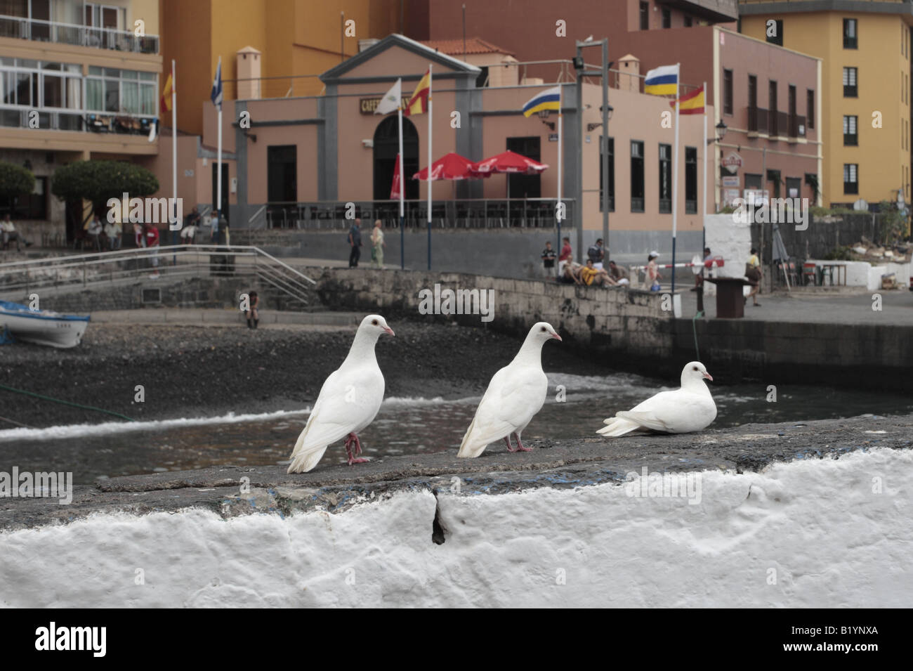 Pigeons and doves hi-res stock photography and images - Alamy