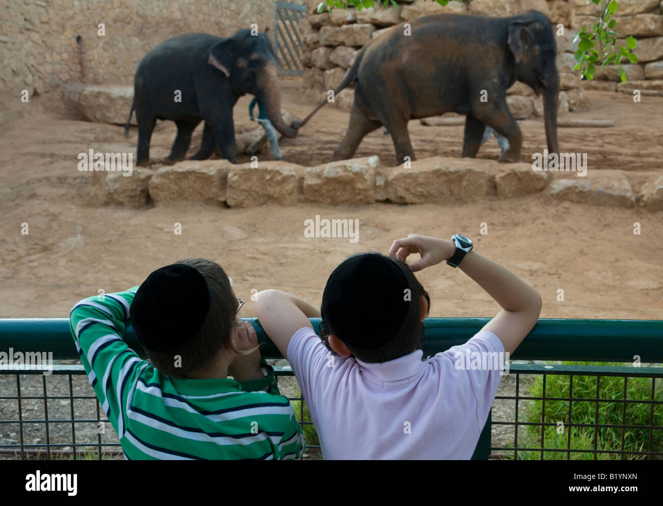 Israel Jerusalem Biblical Zoo family zoological gardens two young ...