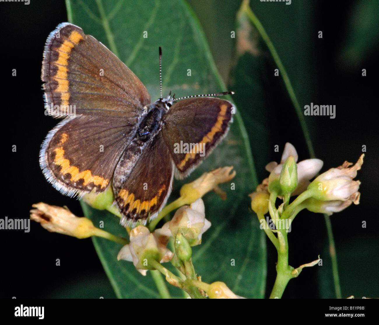 Melissa blue butterfly hi-res stock photography and images - Alamy