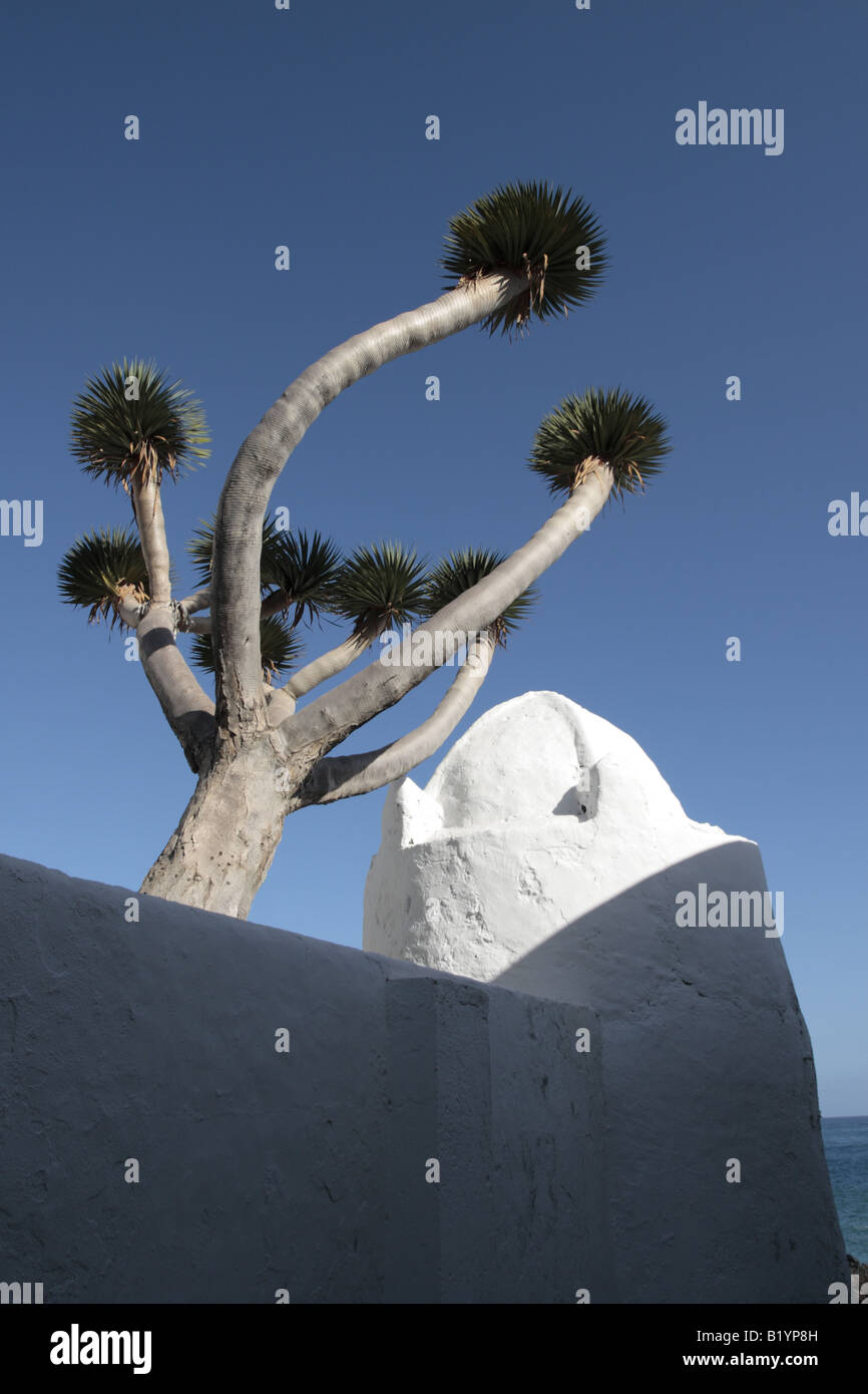 Drago tree hi-res stock photography and images - Alamy