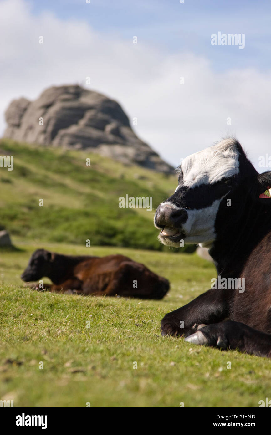 Cow and calf, chewing the cud, in front of distant Haytor Stock Photo ...