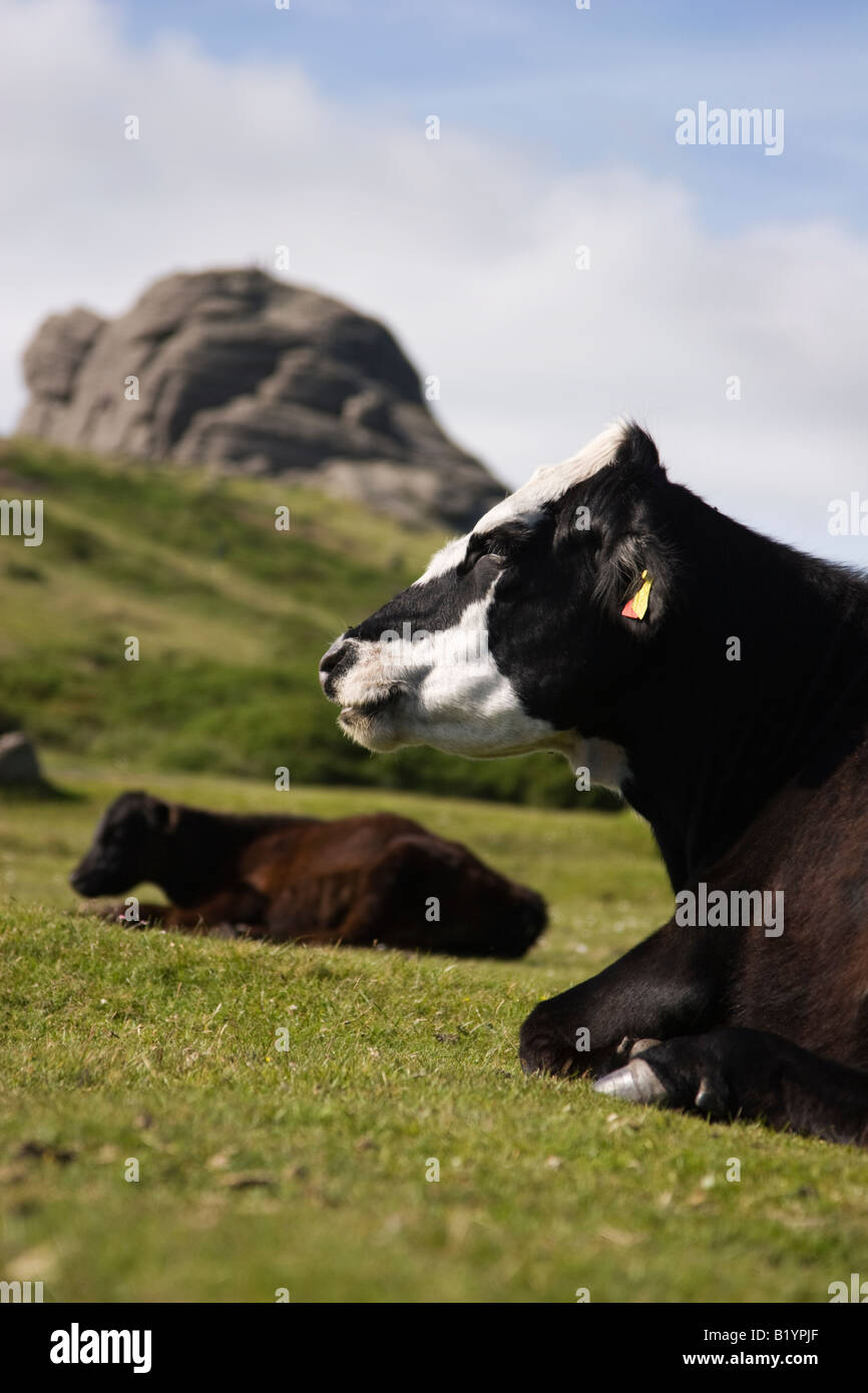 Cow and calf, chewing the cud, in front of distant Haytor Stock Photo ...