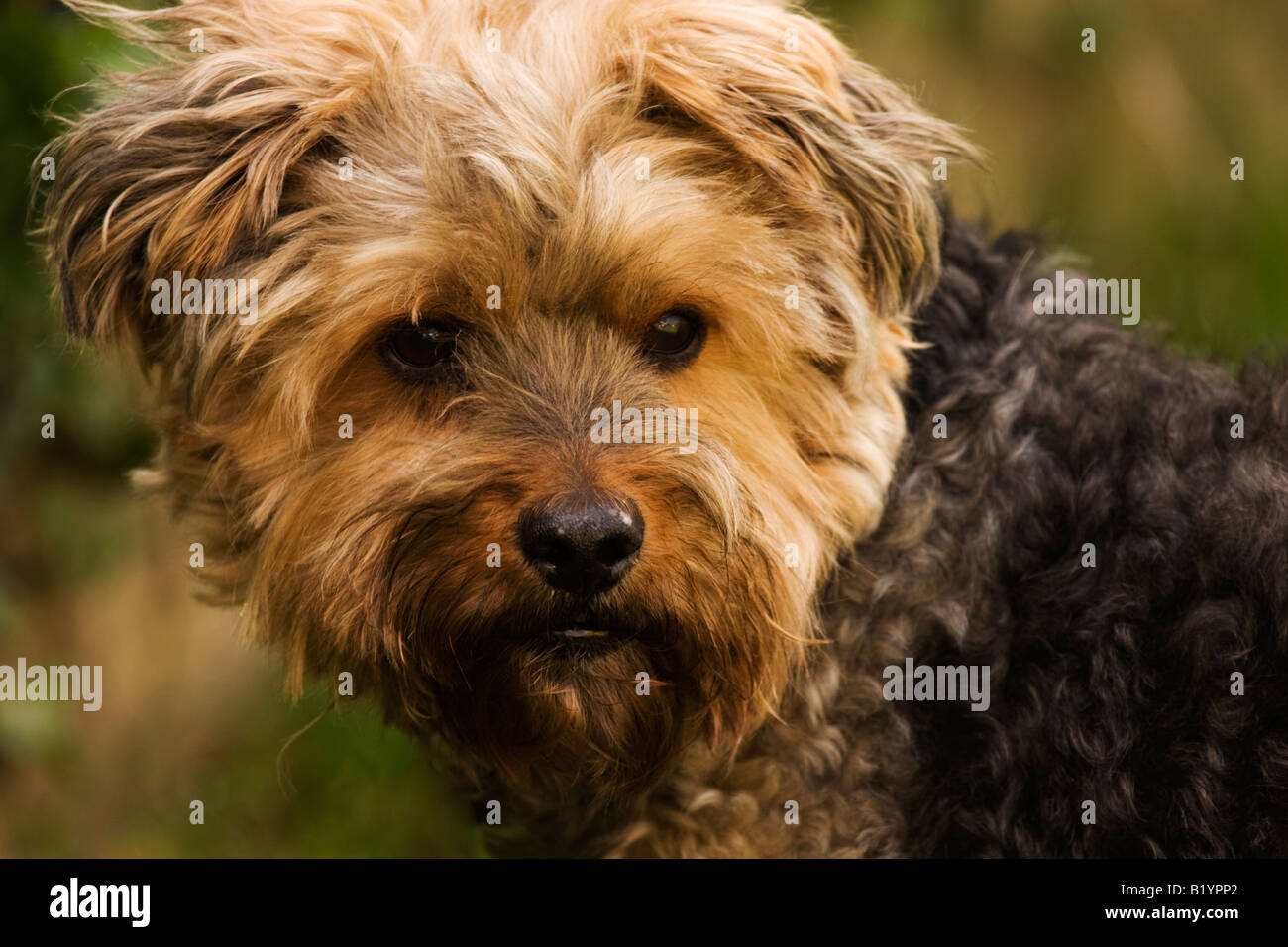 Old yorkshire terrier hi-res stock photography and images - Alamy
