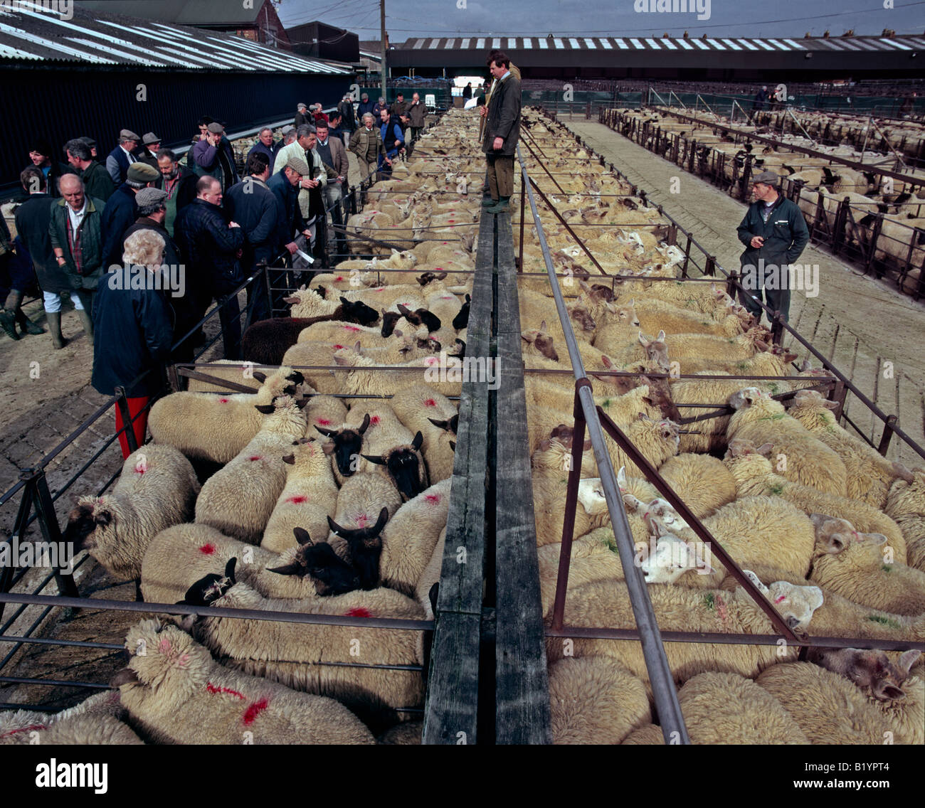 Sheep awaiting auction at a cattle market in Banbury, UK Stock Photo ...