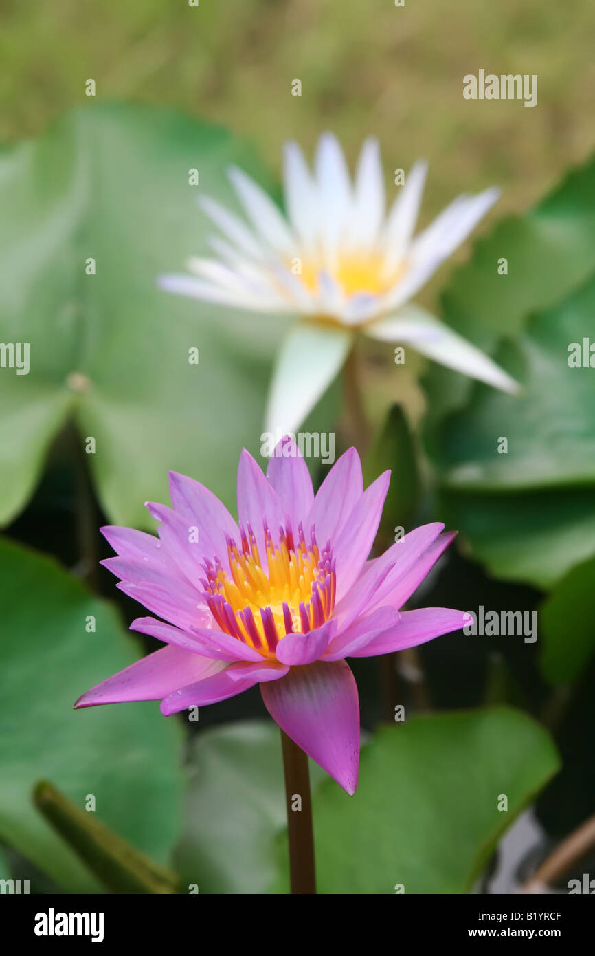Water lotus waterlily aquatic flower plant Stock Photo - Alamy