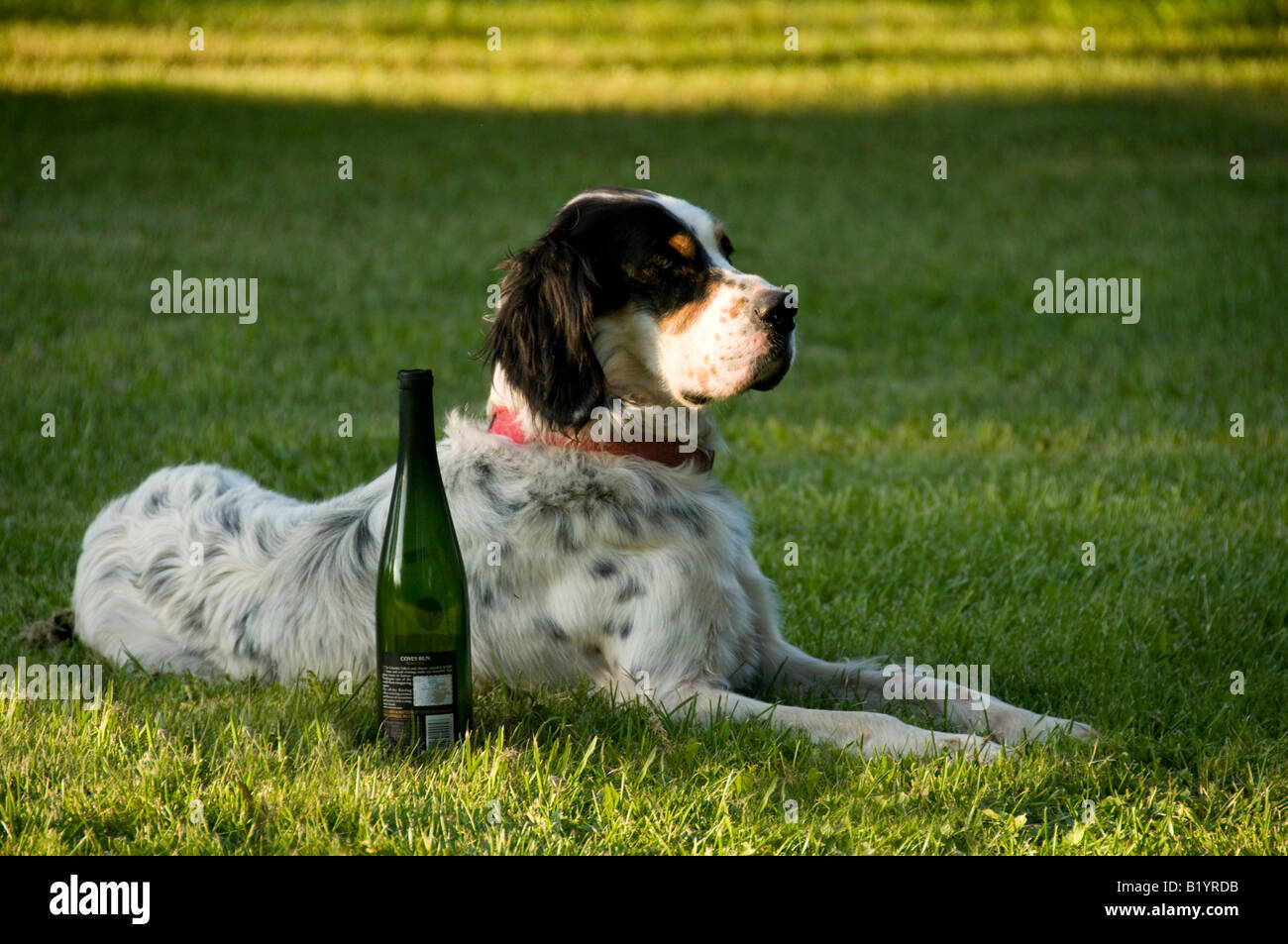 English Setter lying on grass next to a bottle of wine Stock Photo - Alamy