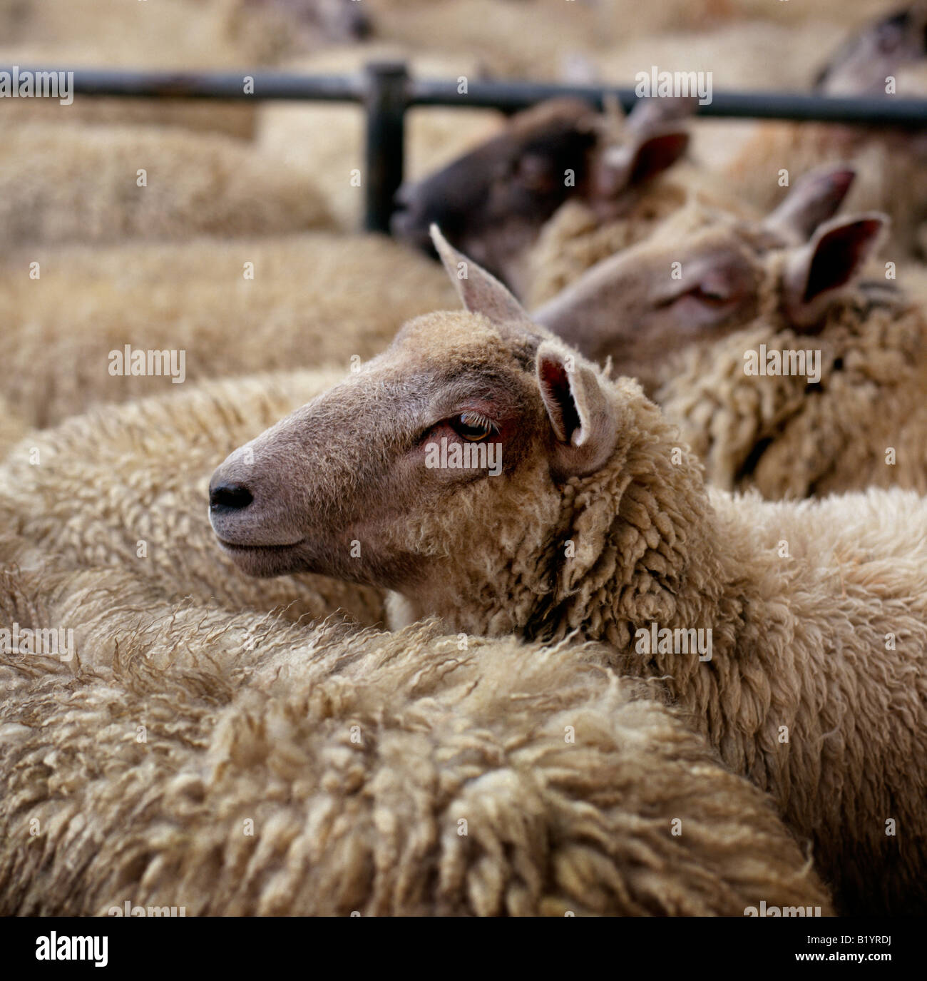 Empty Sheep Pen High Resolution Stock Photography and Images - Alamy