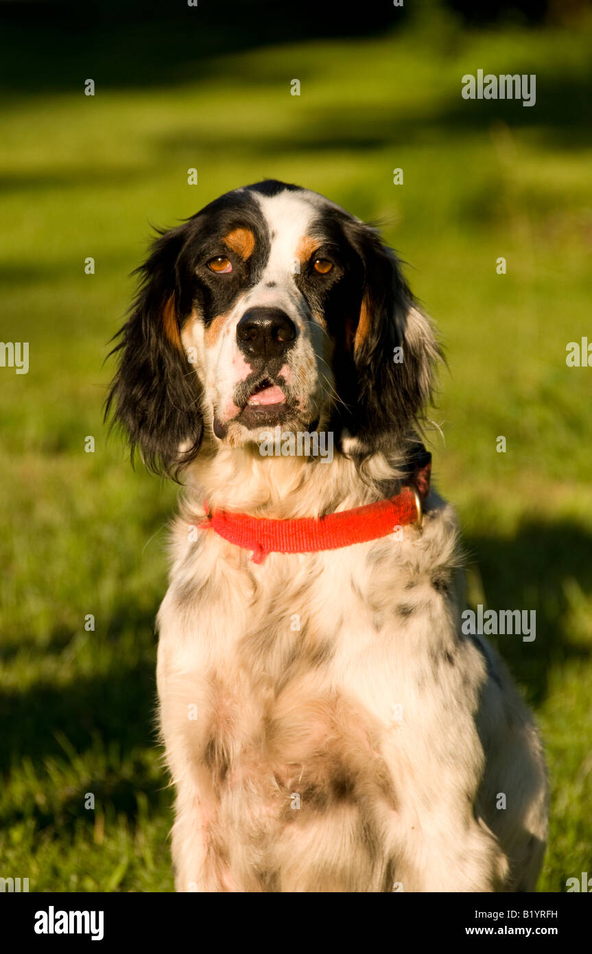The english setter hi-res stock photography and images - Alamy
